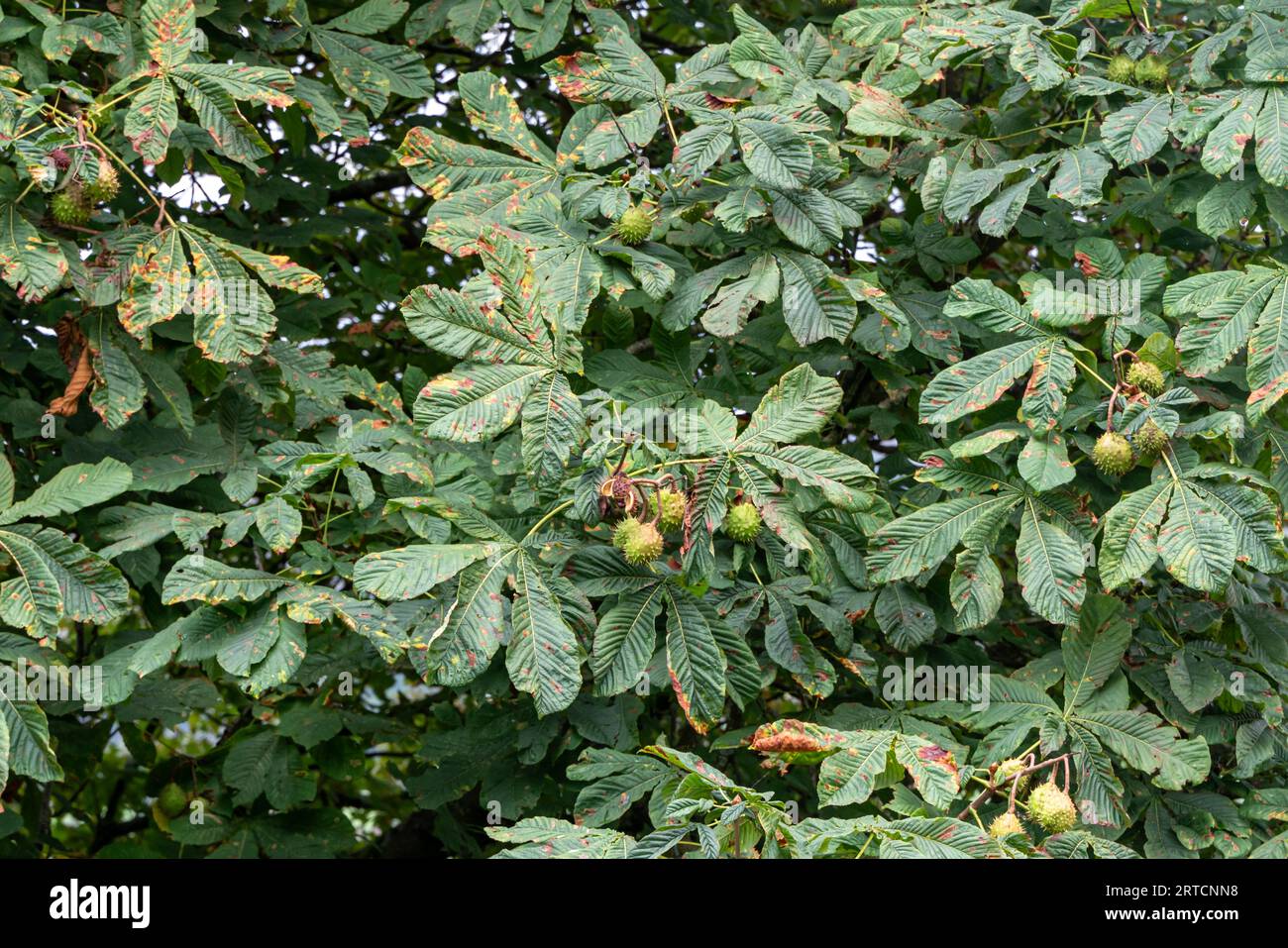 horse chestnut tree Stock Photo - Alamy