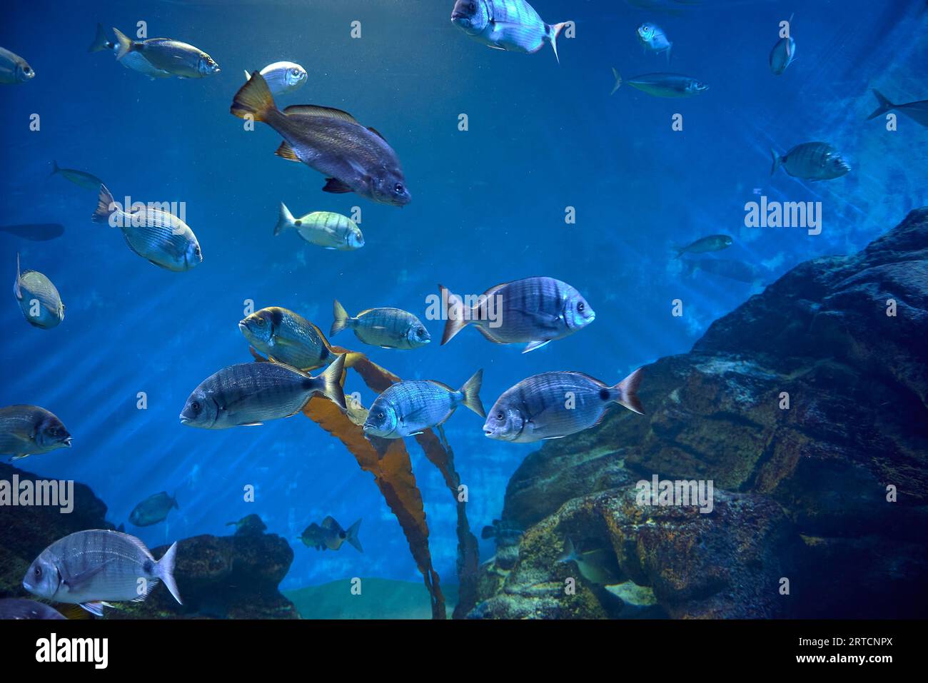 A group of fishes, swimming in the ocean. light, eye, golden, fins ...