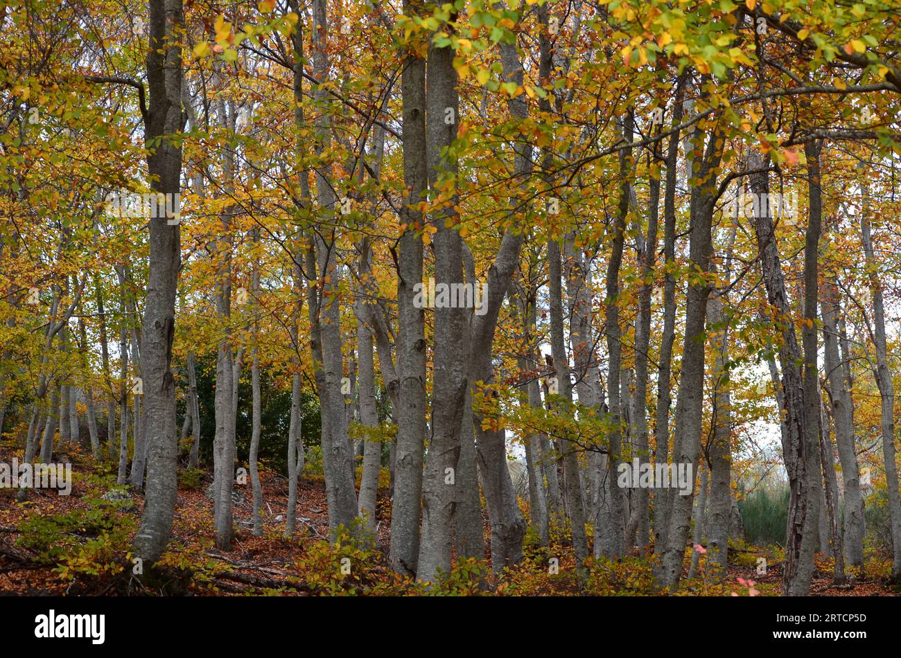 Southern europe beech forests hi-res stock photography and images - Alamy