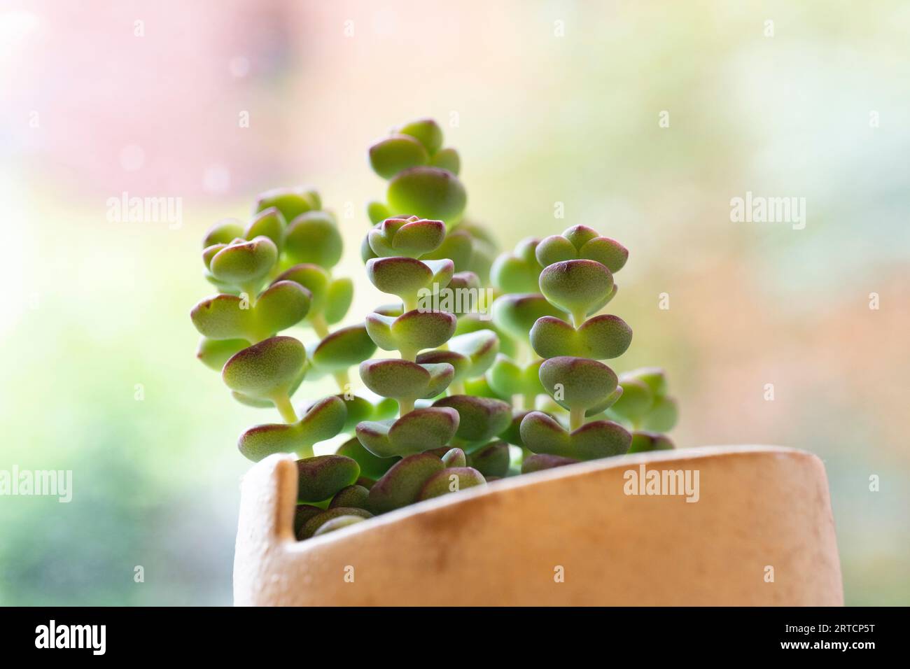 Succulent planted on the pot Stock Photo - Alamy