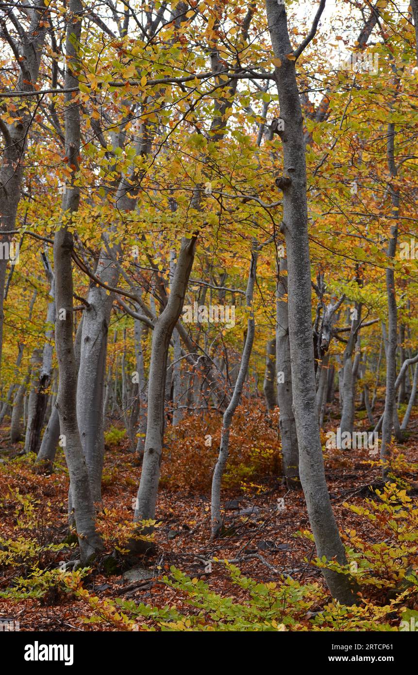 Iberian system moncayo hi-res stock photography and images - Alamy