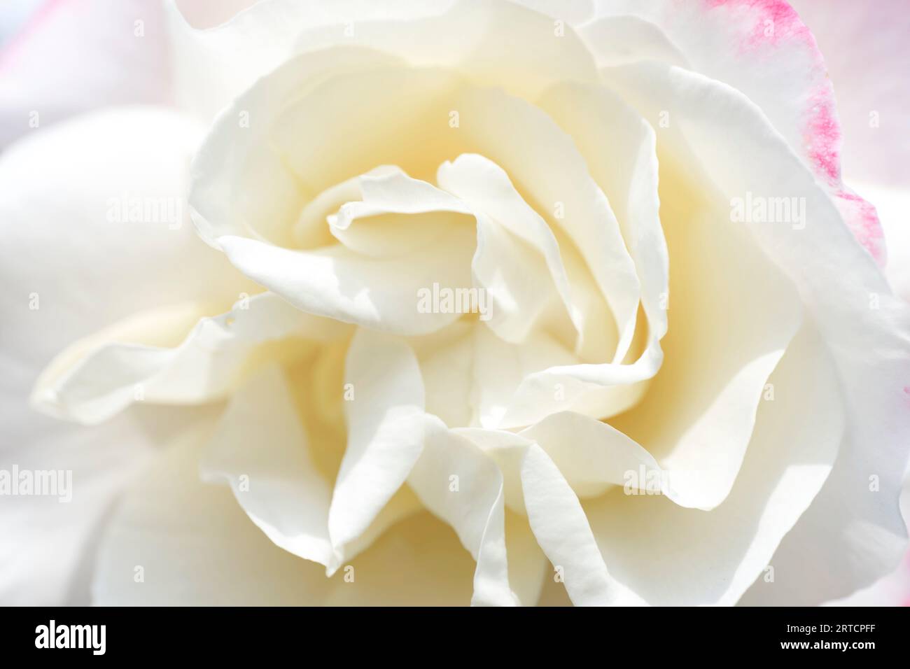 White rose petal hi-res stock photography and images - Alamy