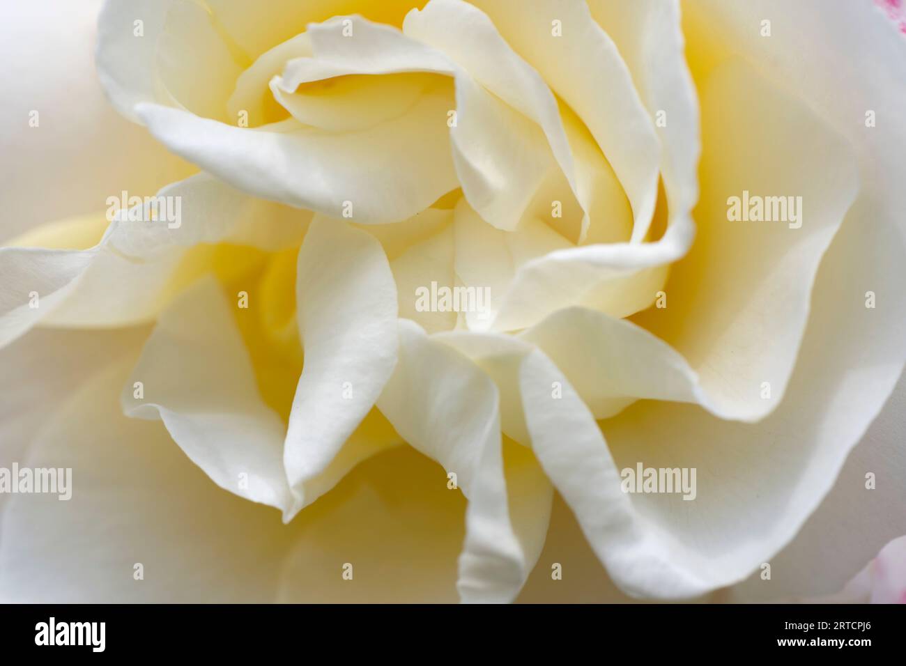 White rose petal hi-res stock photography and images - Alamy