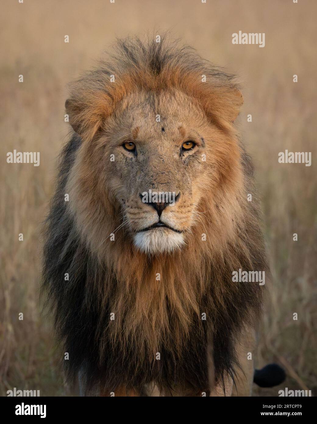 Beautiful Mighty Lion Portrait in the morning in Masai Mara Kenya ...