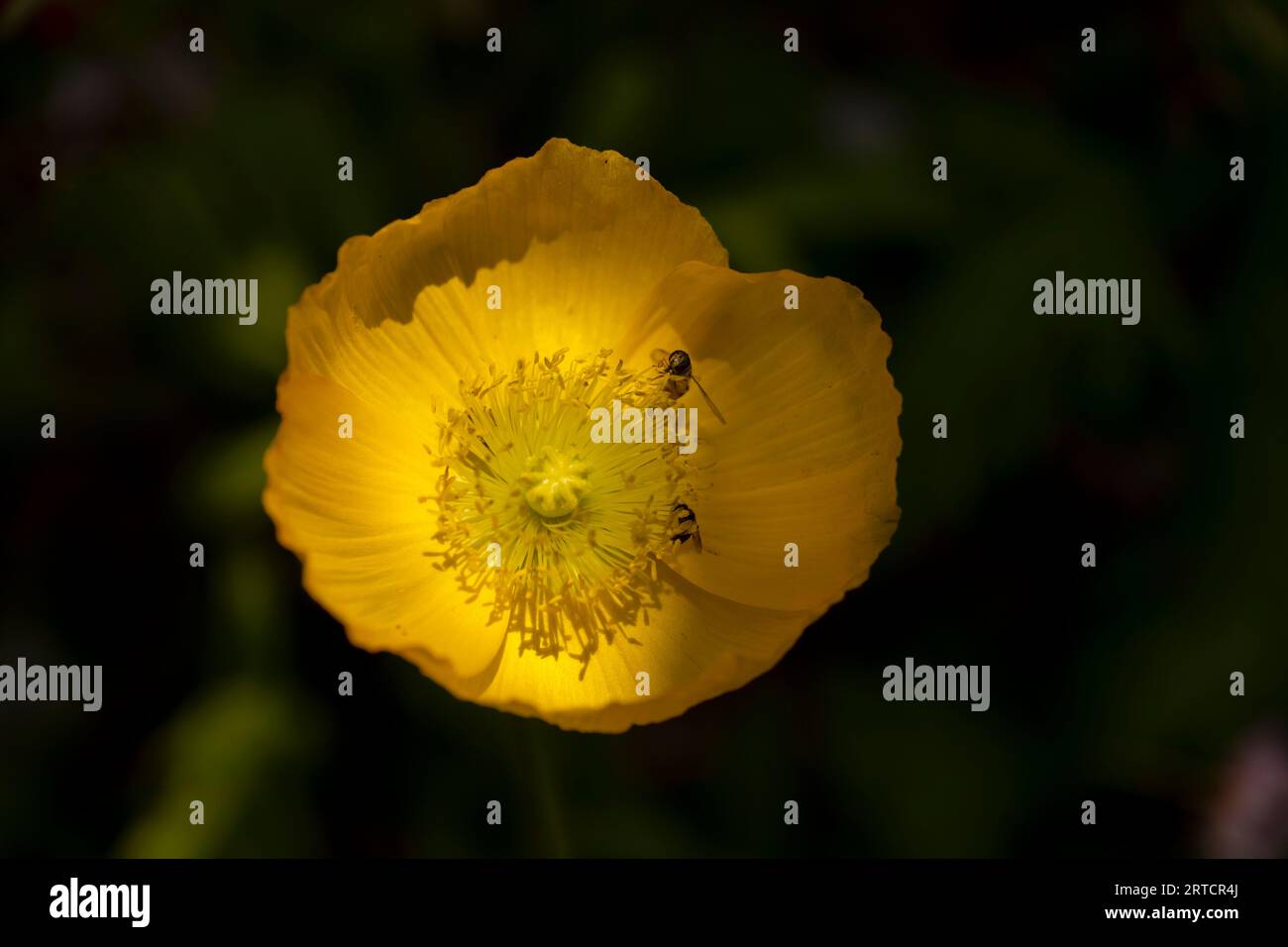 Yellow Poppy flower bud blooming in the garden Stock Photo - Alamy