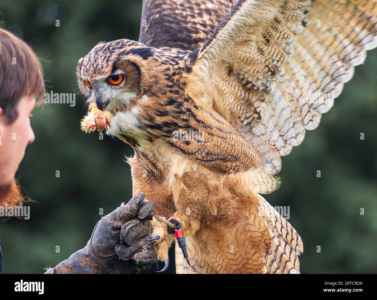Eurasian Eagle Owl with prey & handler Stock Photo - Alamy