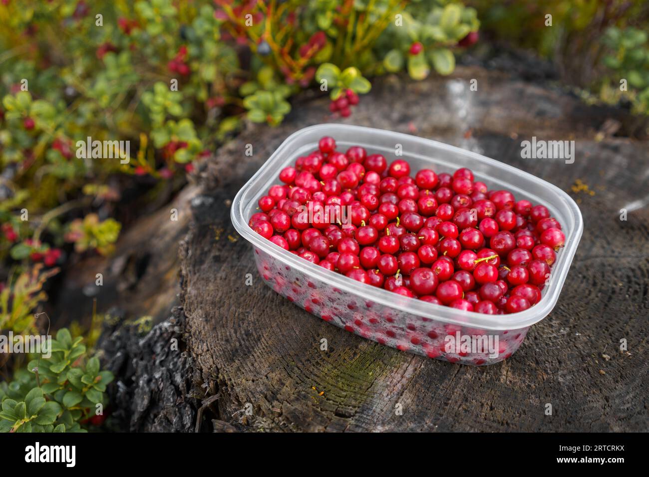 Lingonberries in a plastic container on top of a tree stump in nature ...