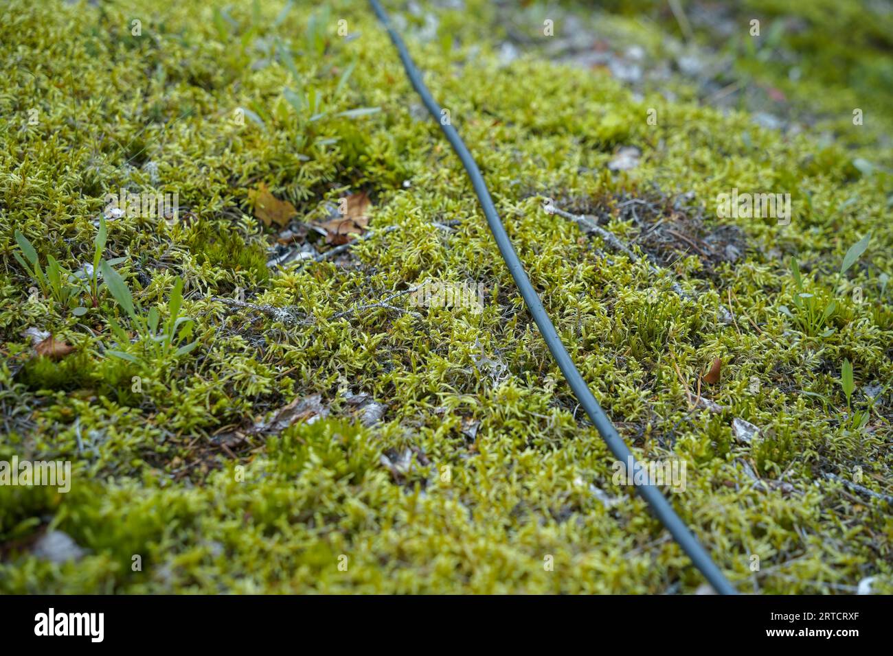 Black electric cable on mossy ground in forest Stock Photo - Alamy