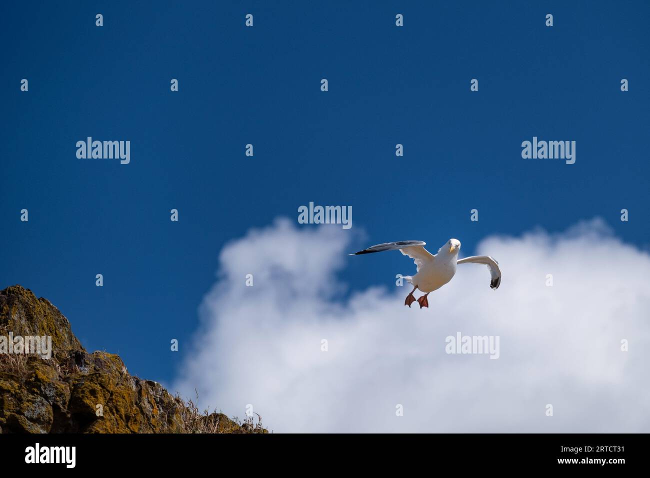 View of COMMON GULL (Larus canus) in flight, Dunbar, East Lothian ...