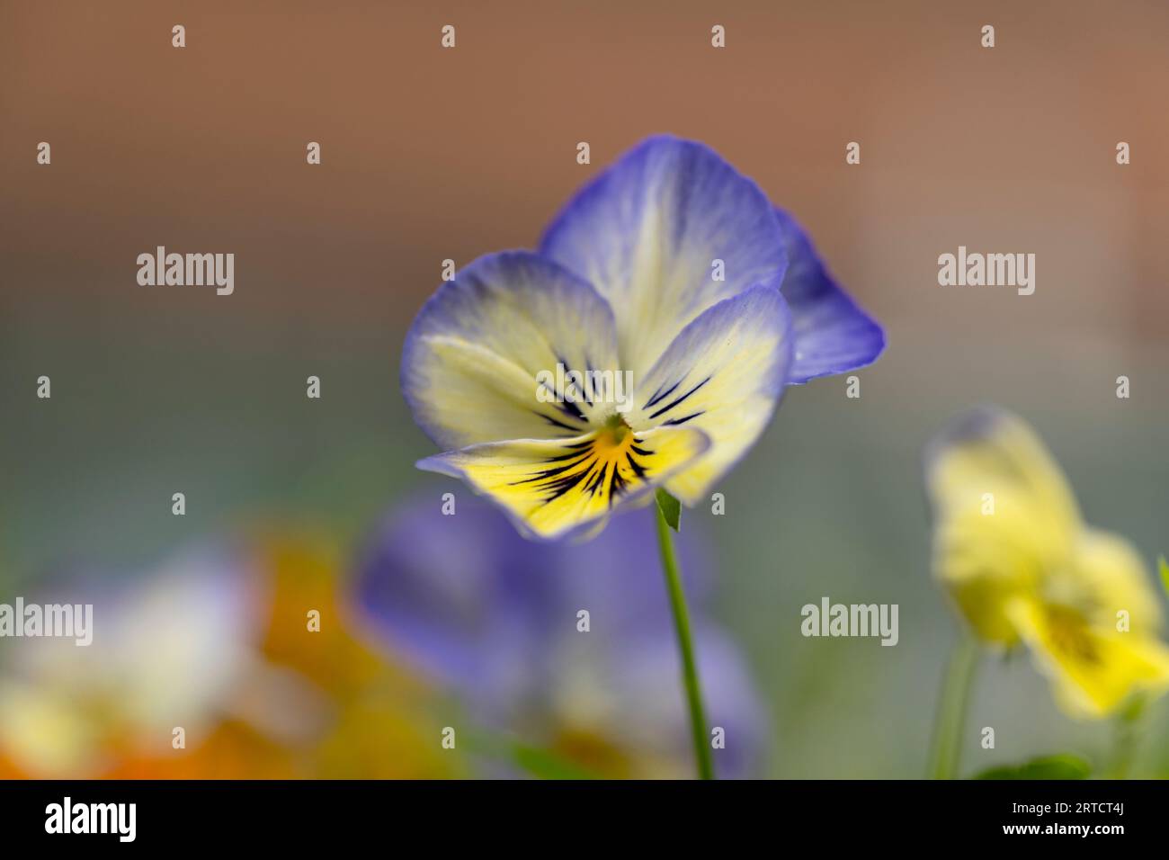 Pansy flower in the garden hi-res stock photography and images - Alamy
