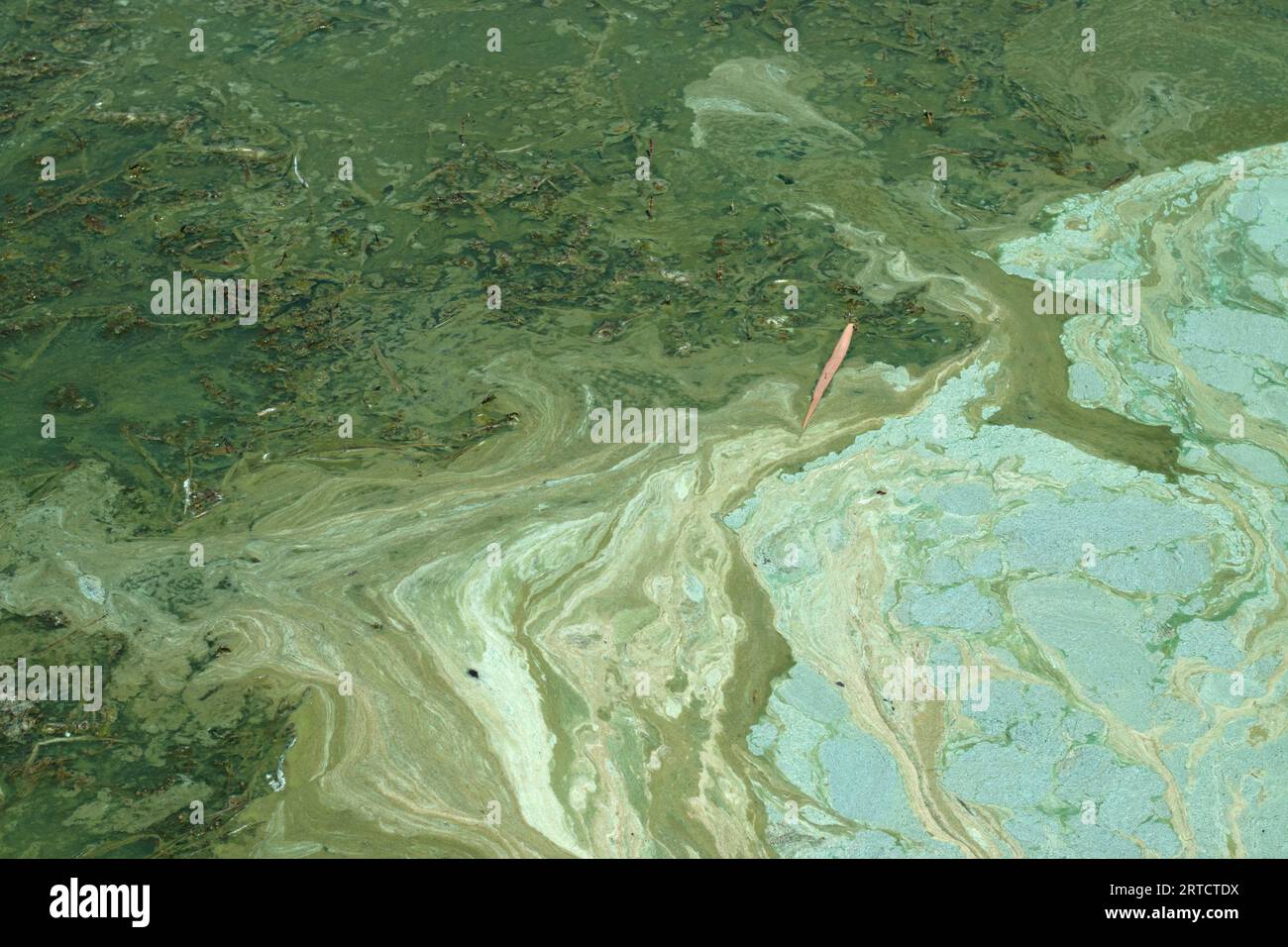 Blue-green algae (phytoplankton) blooming in lake water. Toxic bacteria ...