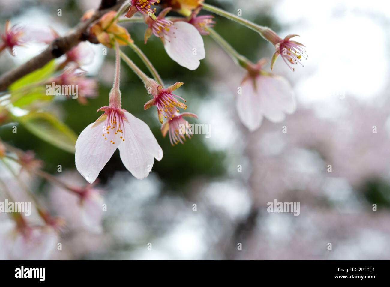 Close-up sakura flowers in Japan Stock Photo - Alamy