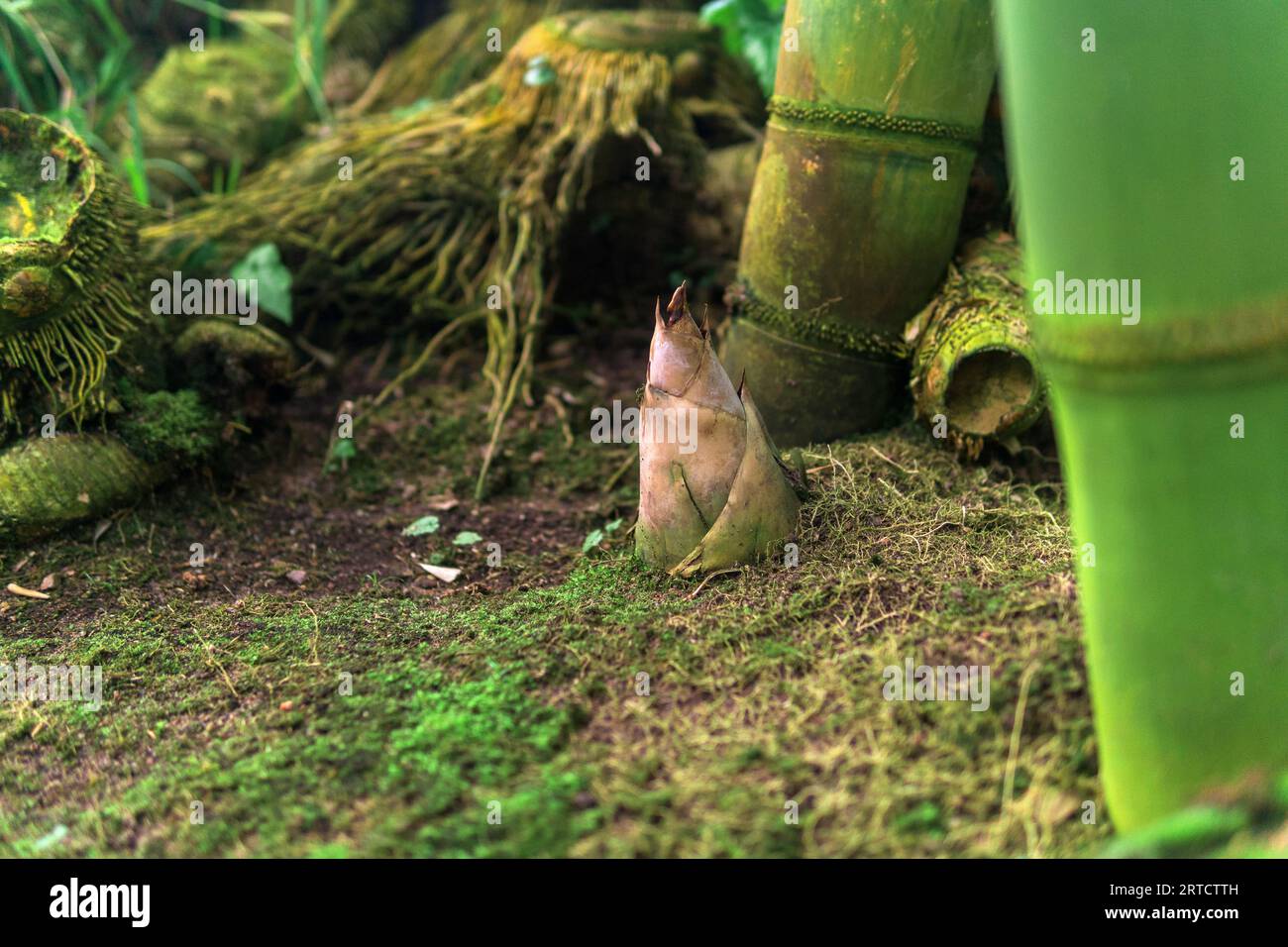 Bamboo stalk earth hi-res stock photography and images - Alamy