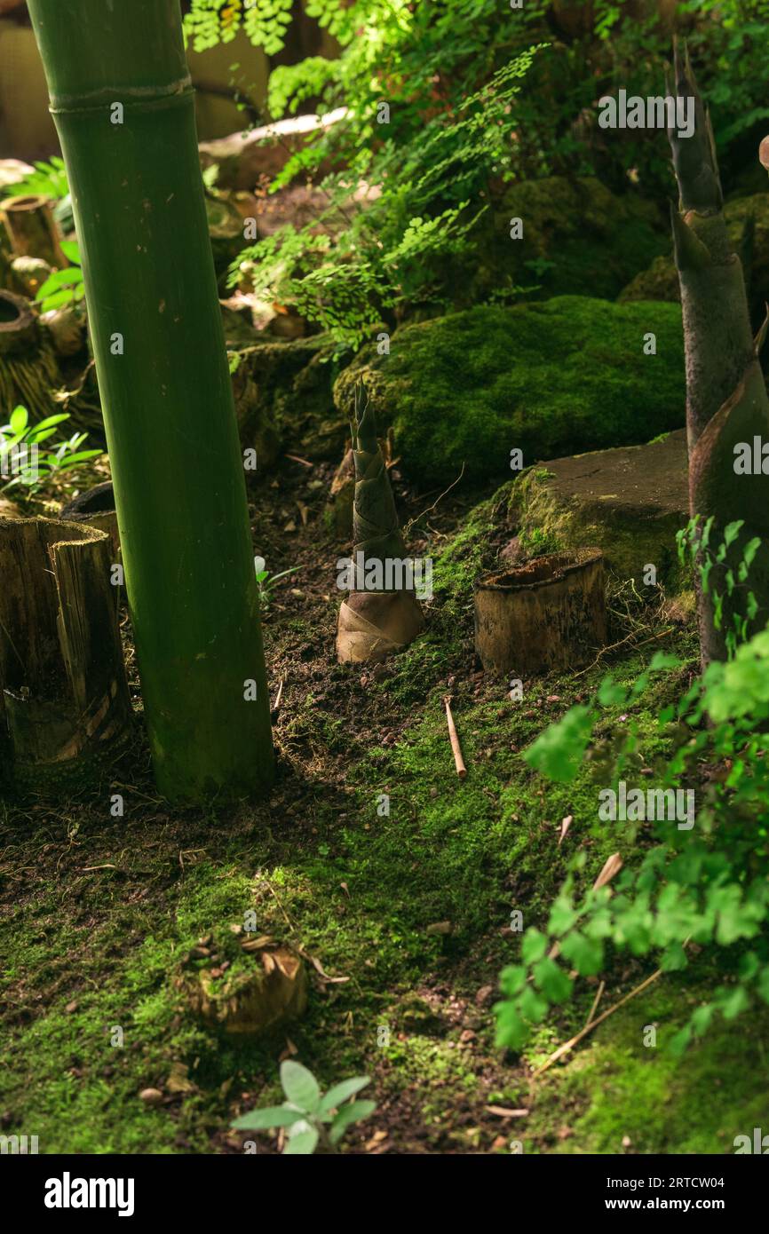 Bamboo stalk earth hi-res stock photography and images - Alamy
