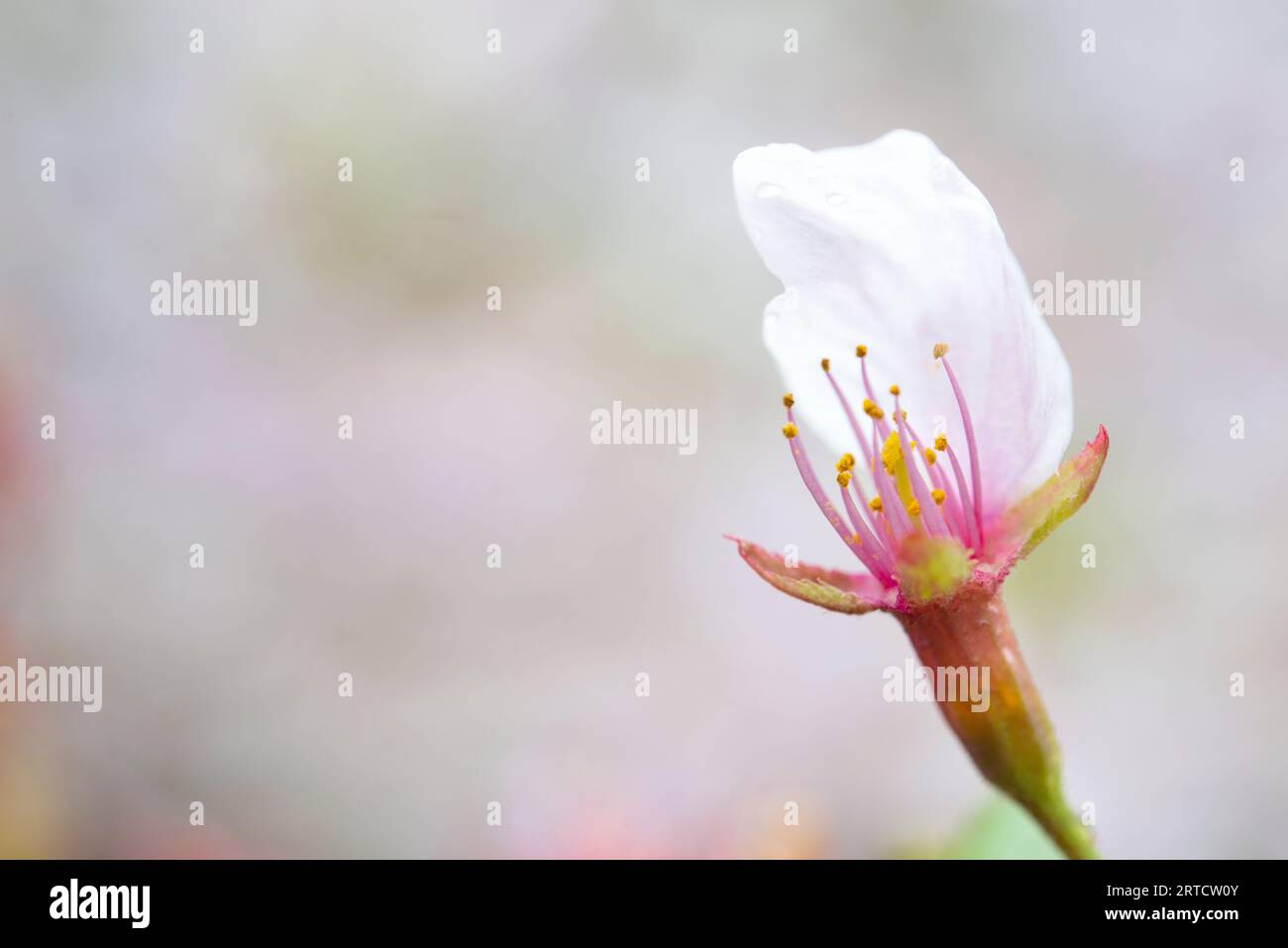 Close-up sakura flowers in Japan Stock Photo - Alamy