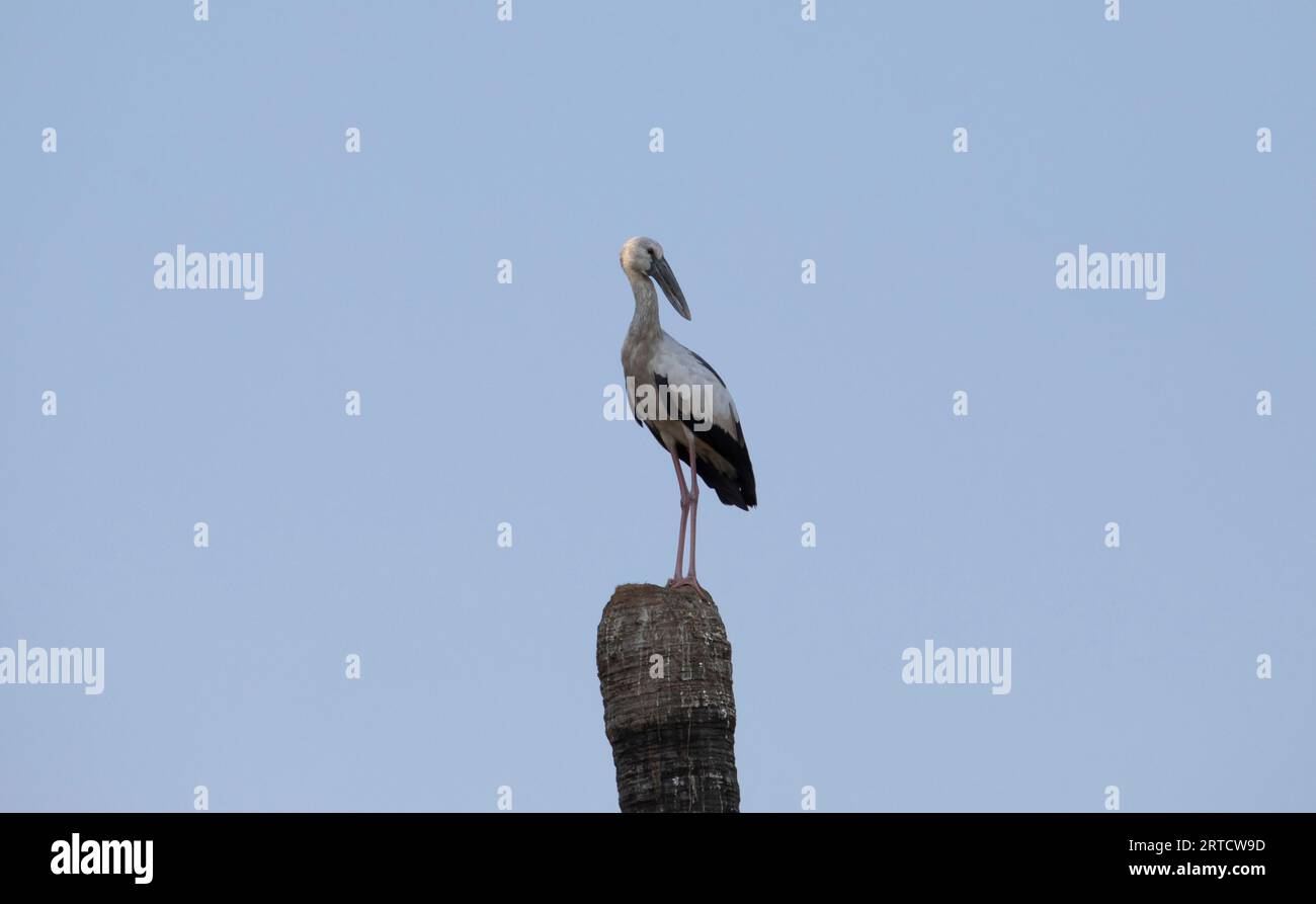 Bill stork hi-res stock photography and images - Alamy