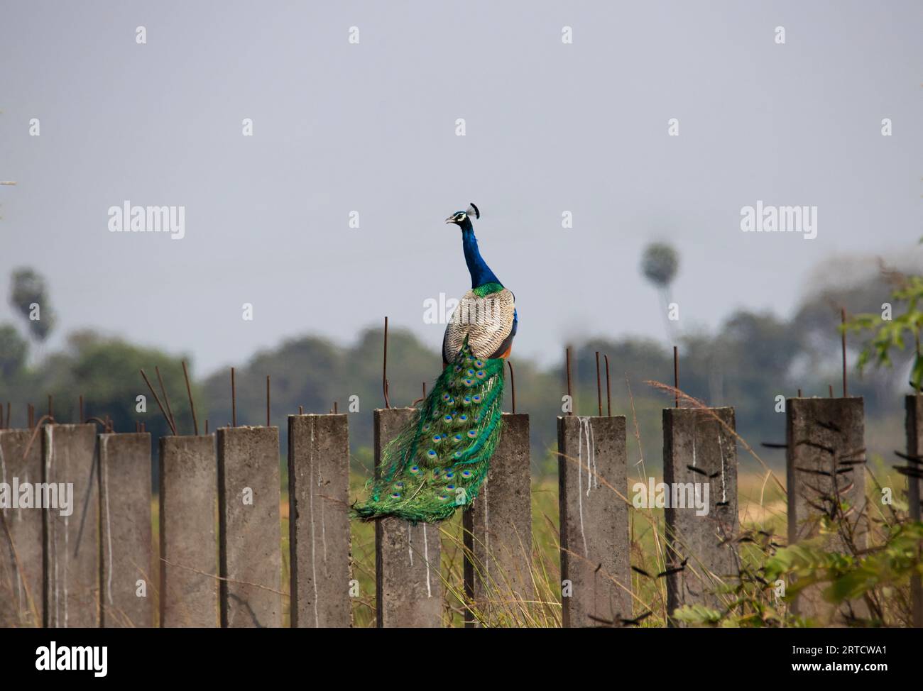 Peacock wandering wild in an open field Stock Photo - Alamy