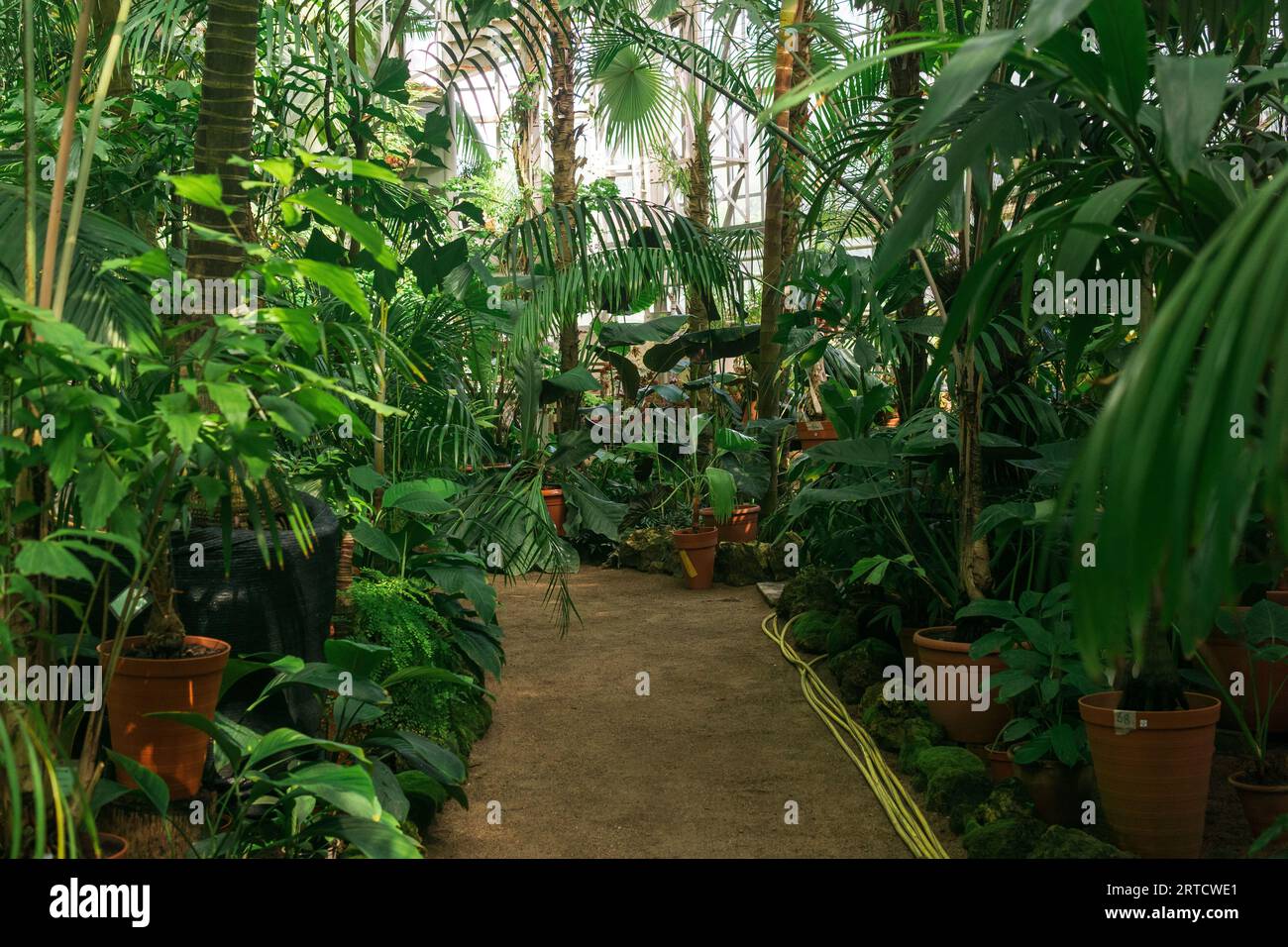 interior of a large tropical greenhouse with exotic plants Stock Photo ...