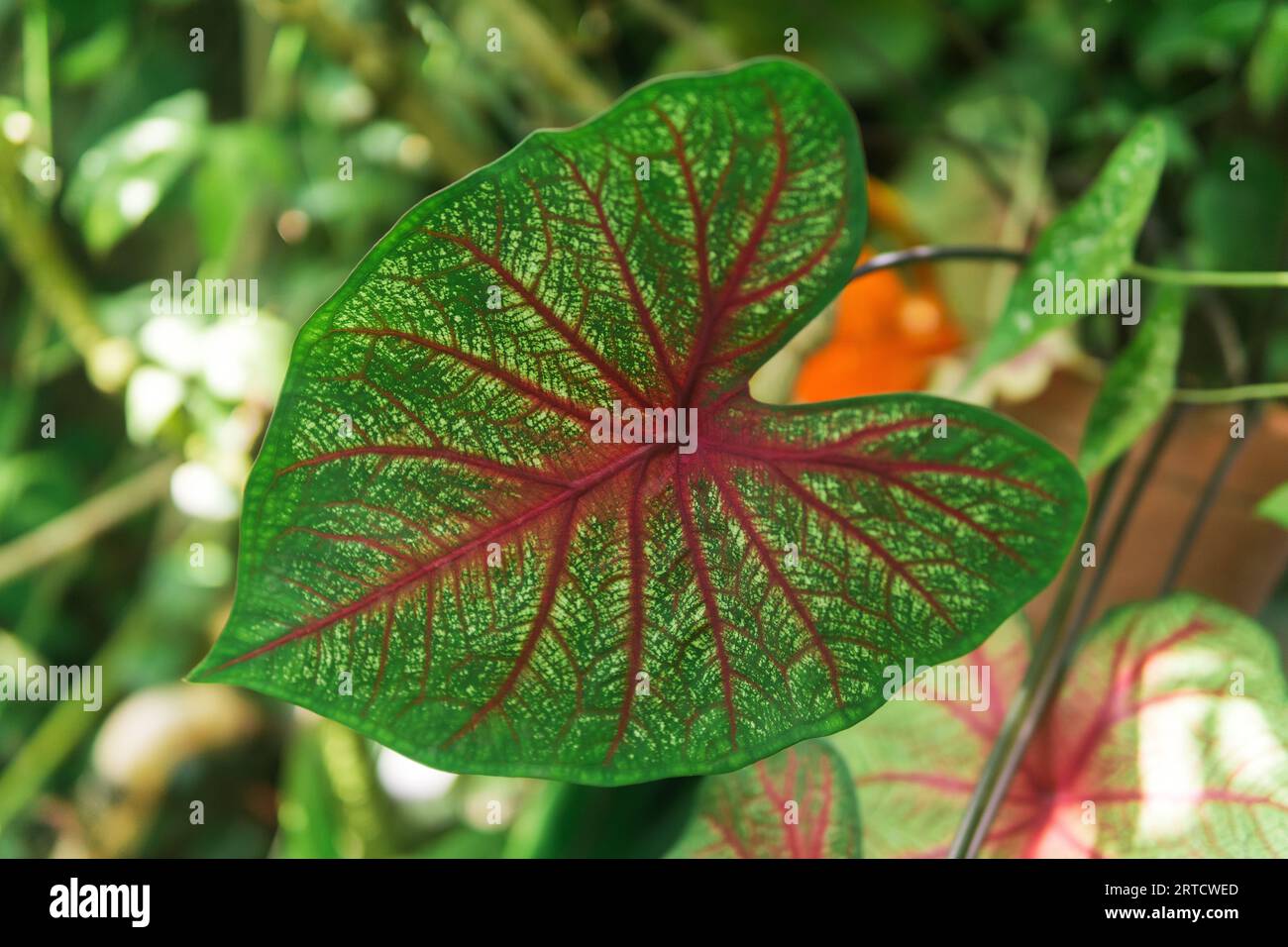 beautiful colored leaf of caladium plant close up Stock Photo - Alamy