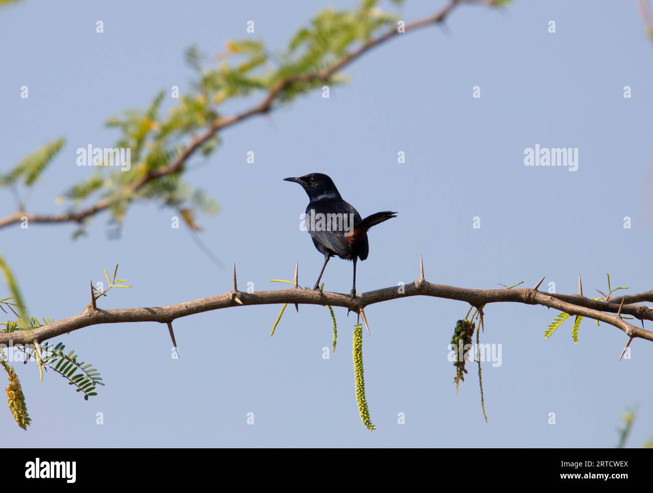 Indian resident bird hi-res stock photography and images - Alamy