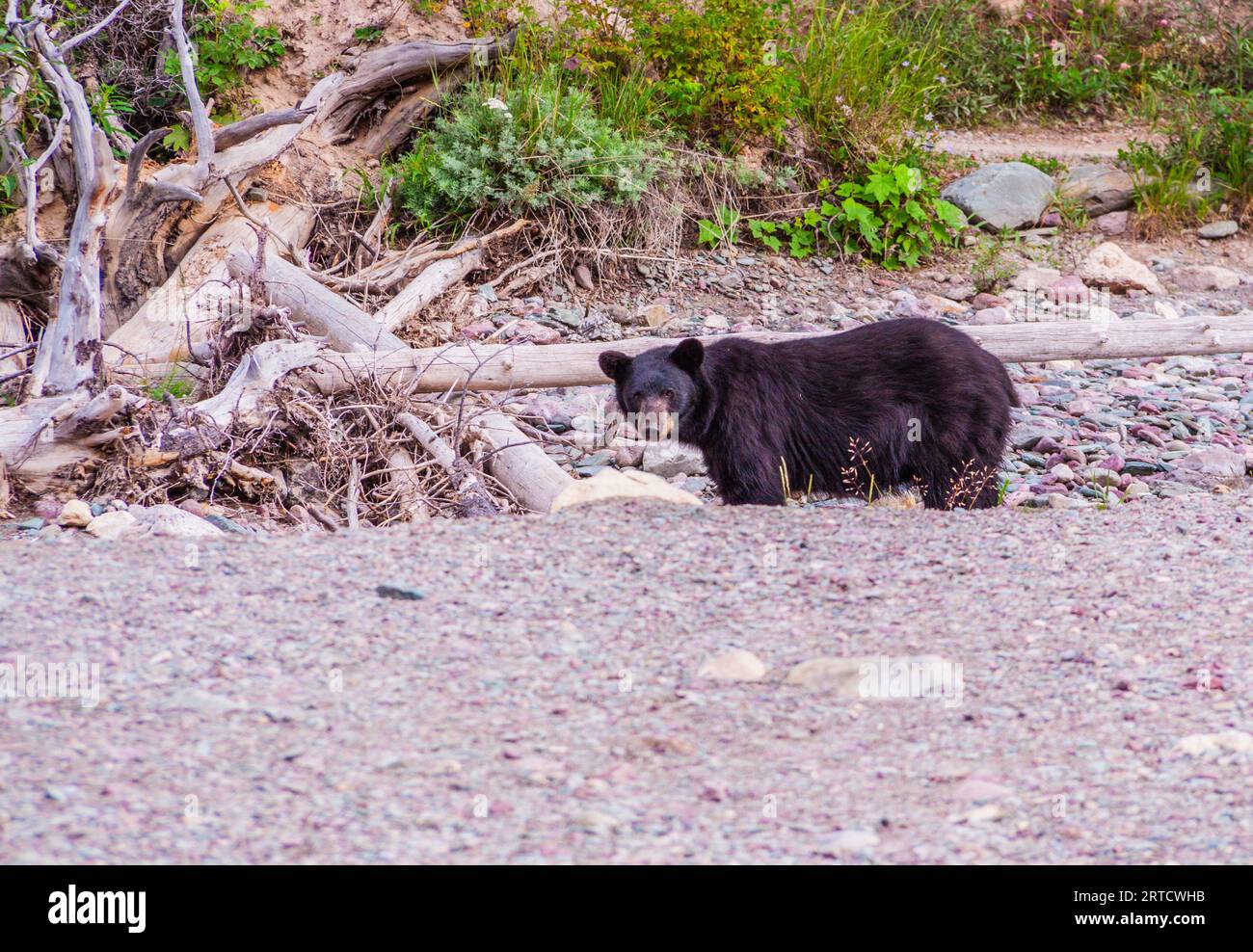 American Black Bear, Ursus americanus, on the path to Running Eagle ...