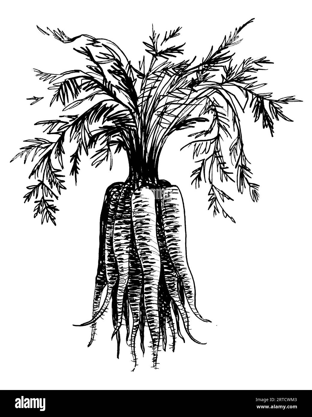 Bunch Of Carrots Drawing