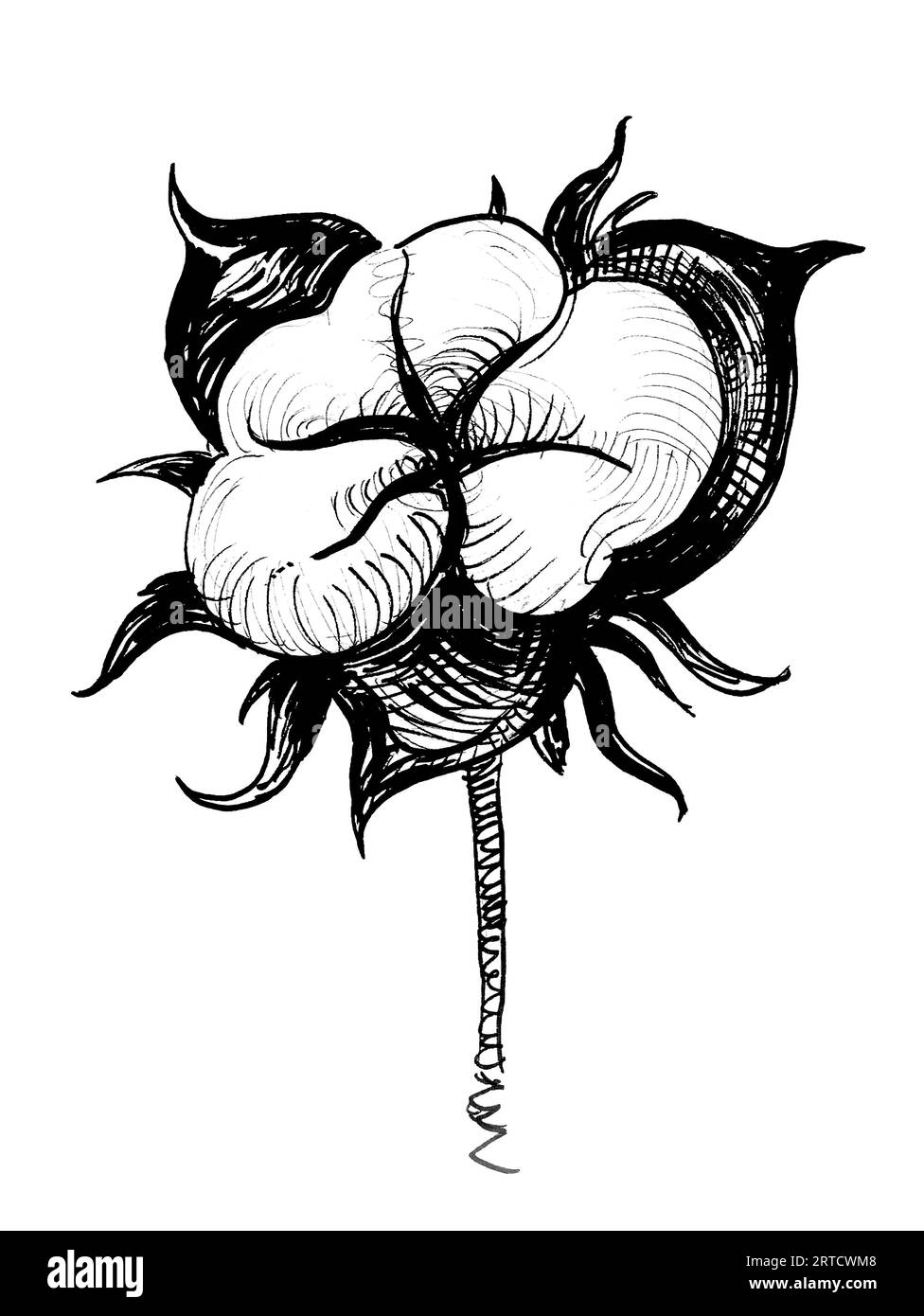 Cotton plant botanical drawing hi-res stock photography and images - Alamy