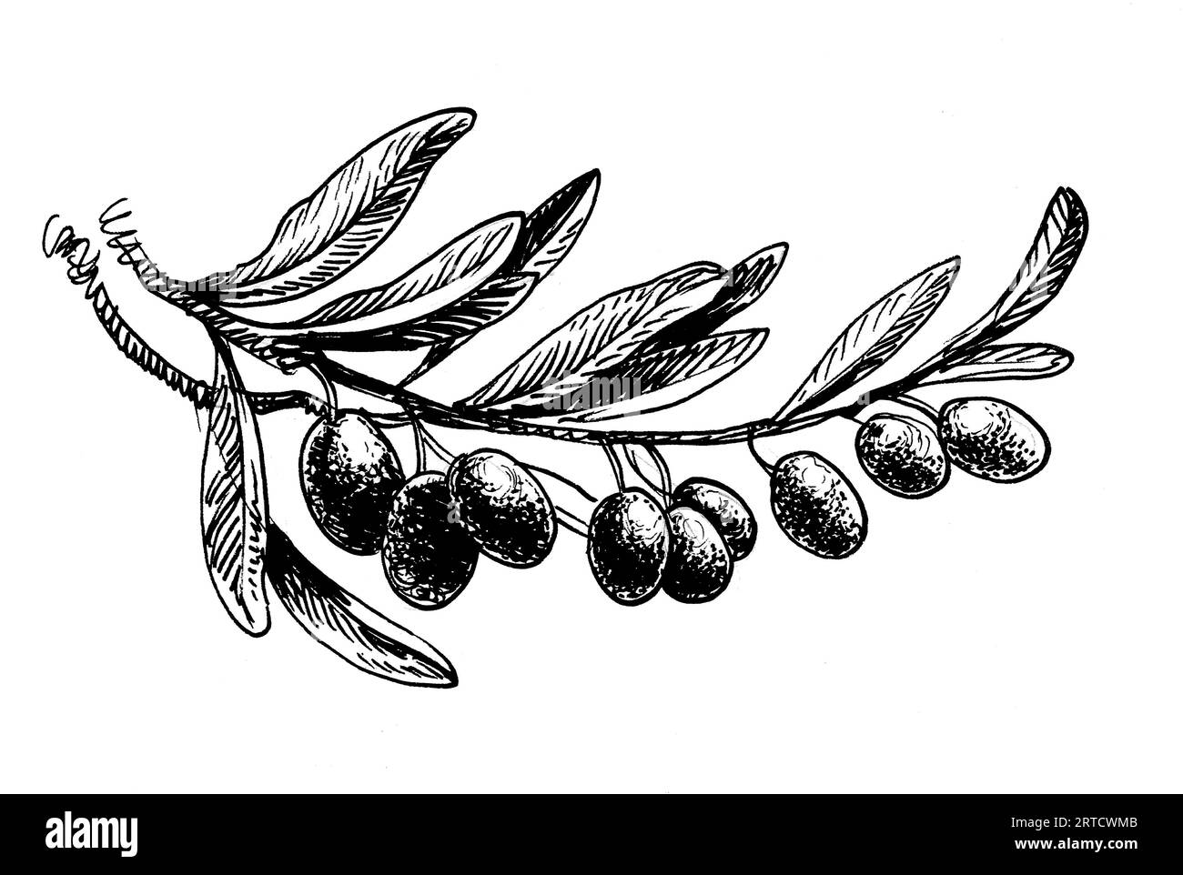 Olive branch. Hand-drawn ink black and white sketch Stock Photo - Alamy