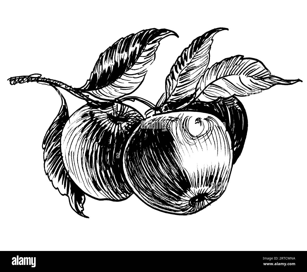 Three apple fruits on a tree branch. Hand-drawn ink black and white ...