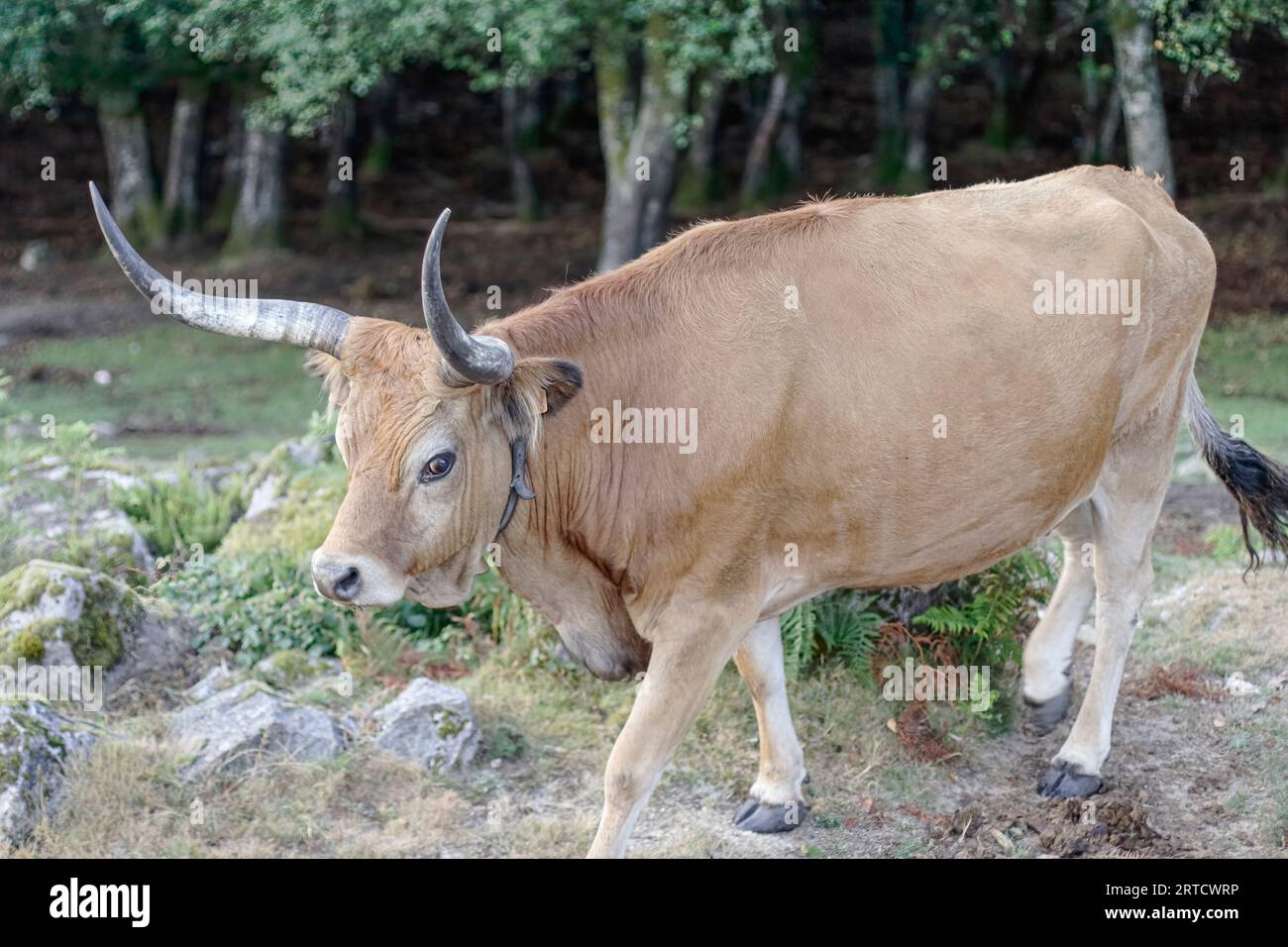 Hogh mountain semi wild pure bread cow from Peneda Geres National Park ...