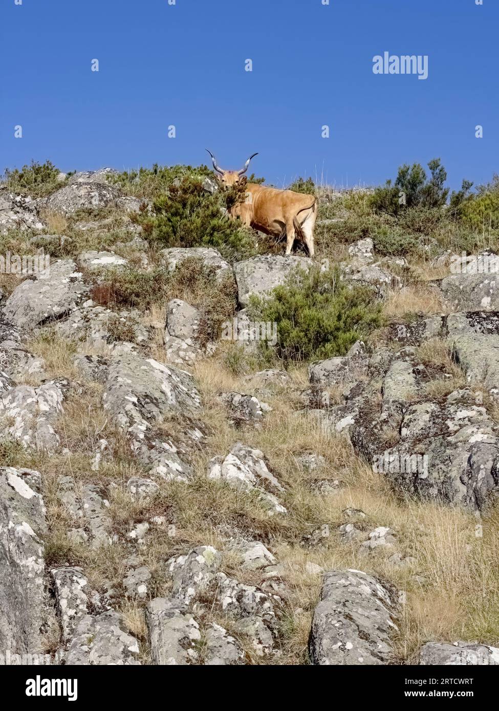 Pure bred cattle - Barrosa - from northern portugal, grrazing in the ...