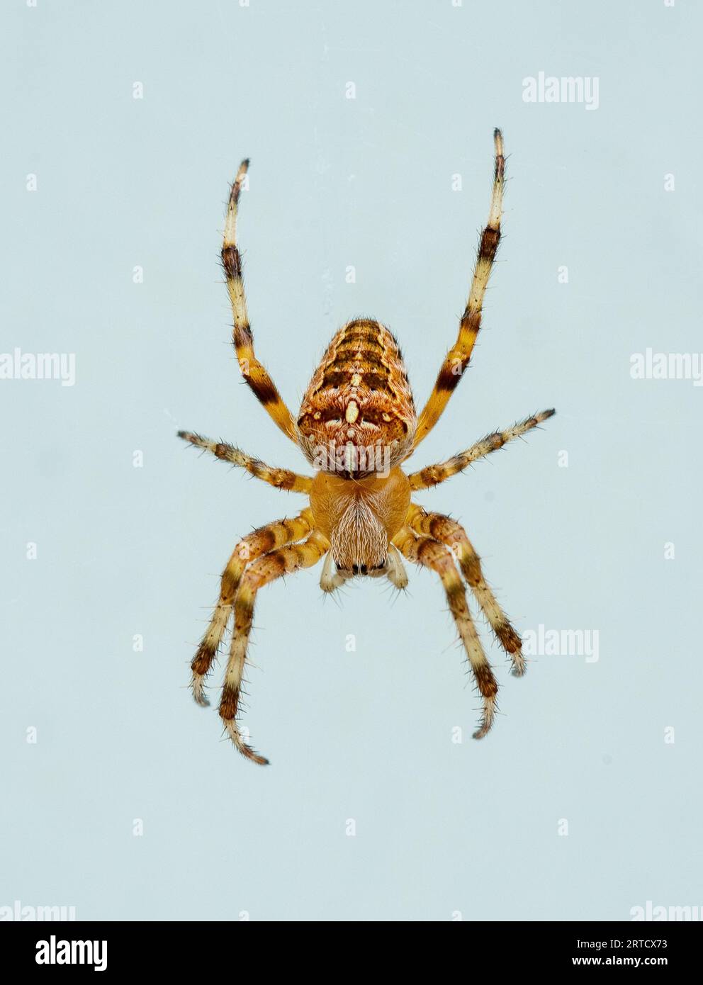 European garden spider or cross orbweaver spider, Arnside, Milnthorpe ...