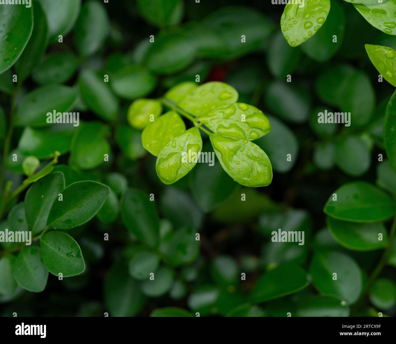 Raindrops on green petals on plant in the rainforest of Guanacaste ...