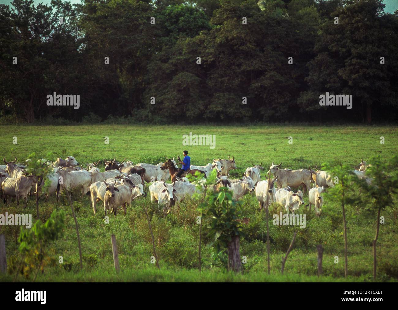 Man herding cattle in a grass open range, Yaracuy state, Venezuela ...