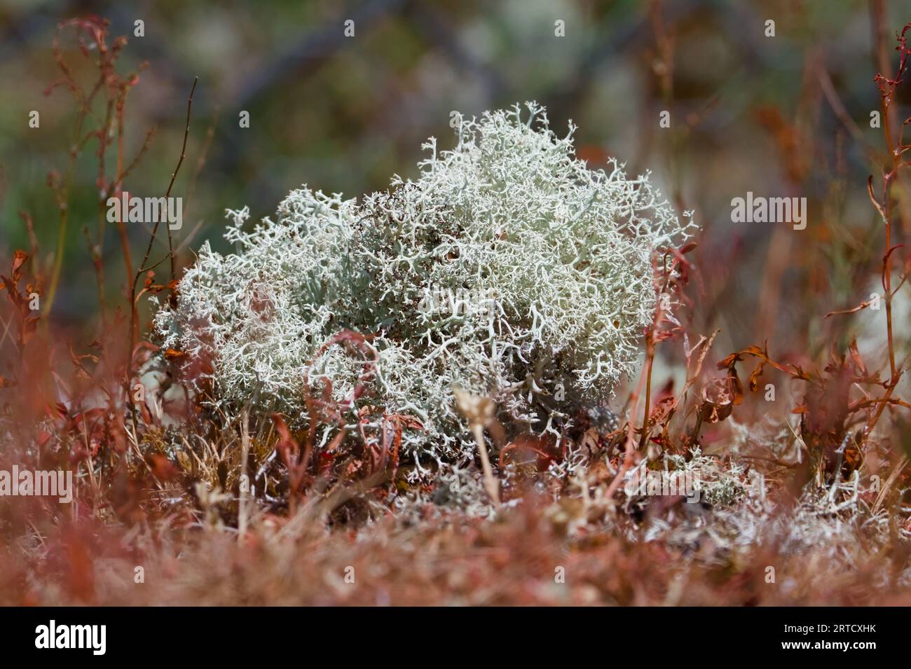 Reindeer Lichen, Cladonia rangiferina Growing On The Ground, New Forest ...