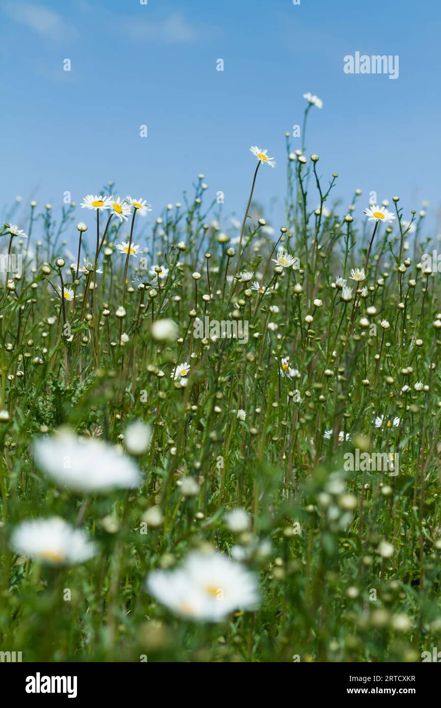 English summer scene hi-res stock photography and images - Alamy