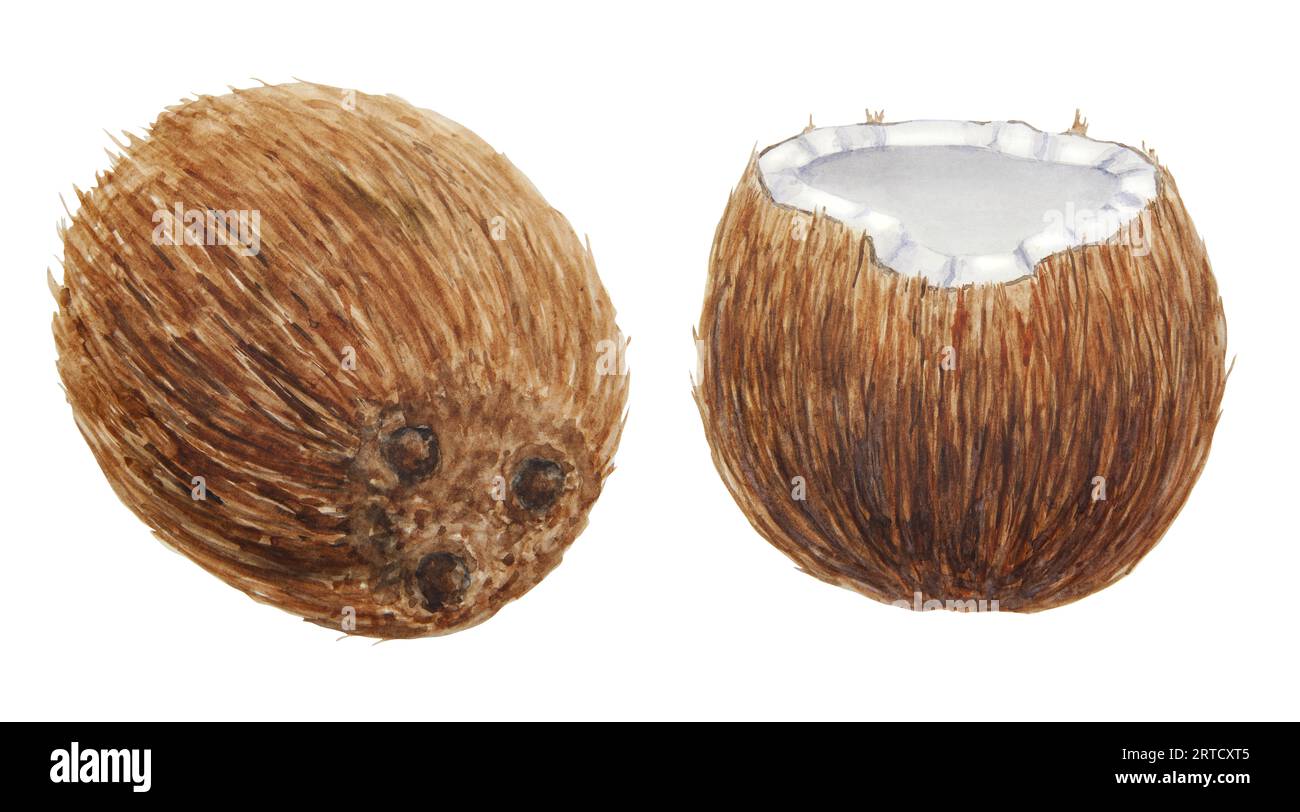 Coconut botanical illustration isolated on white background. Watercolor ...