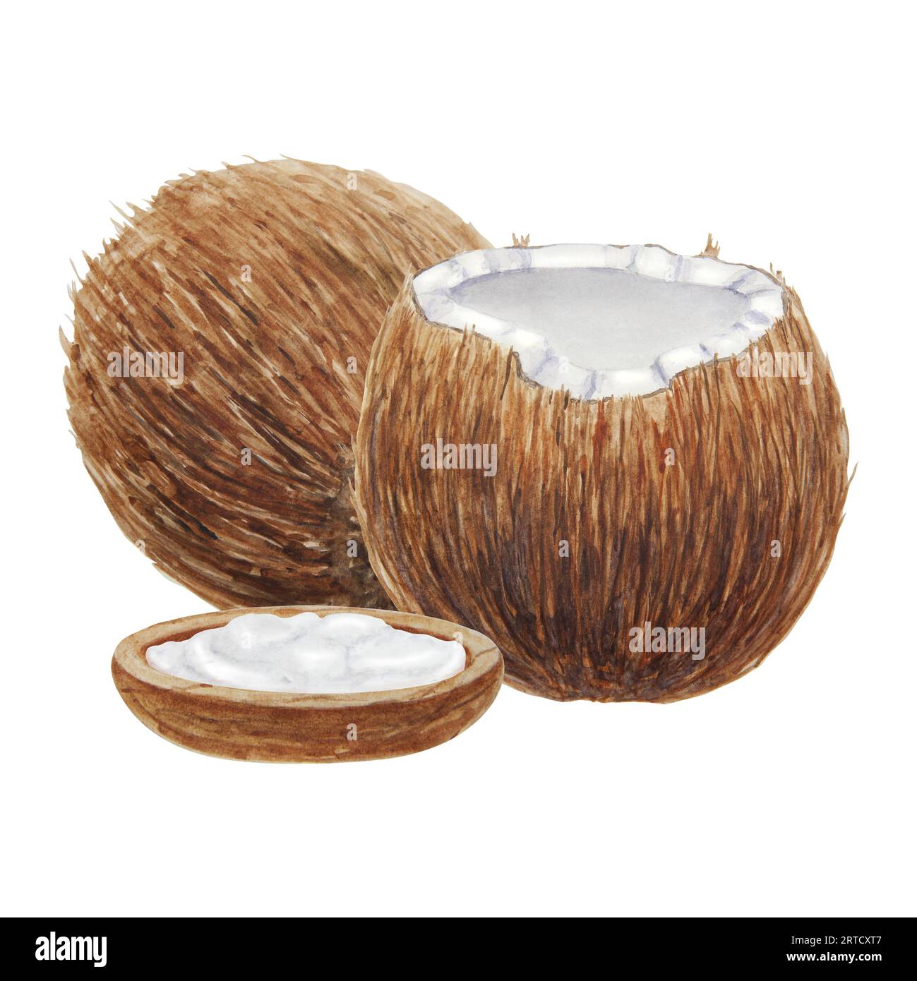 Coconut botanical illustration isolated on white background. Watercolor ...