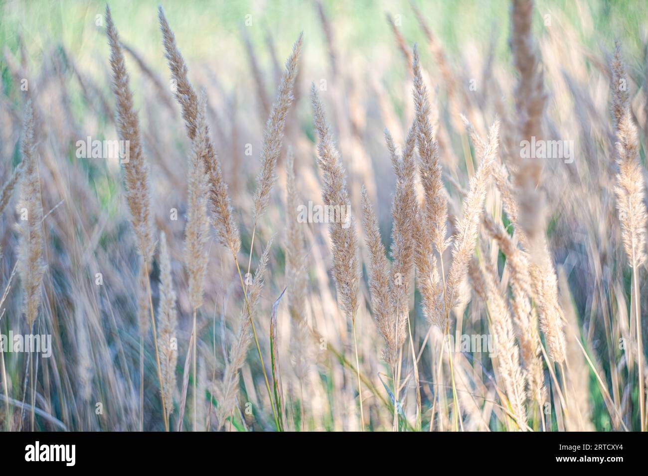 Cane fresco hi-res stock photography and images - Alamy