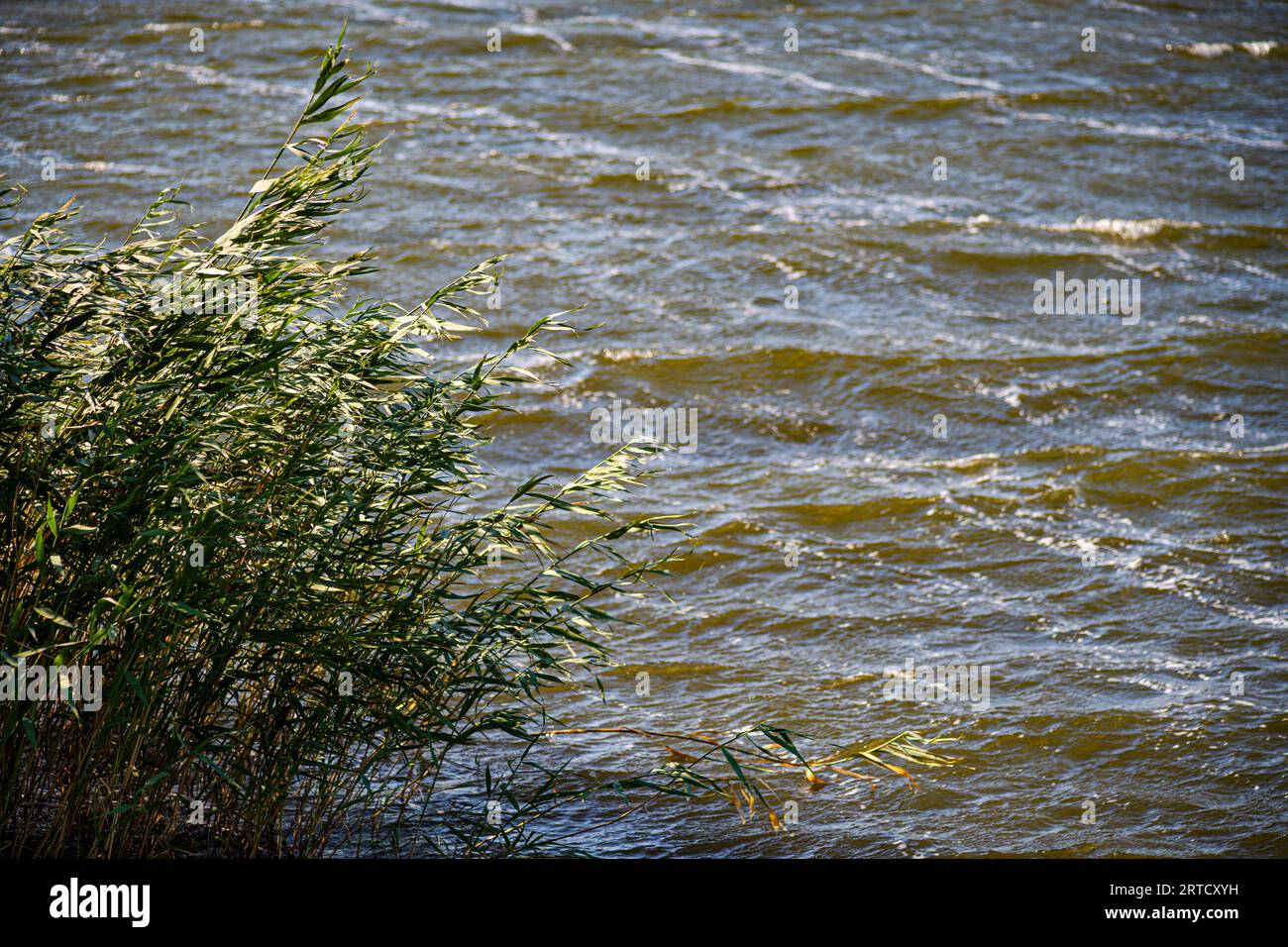 Cane plant on the Lisi lake recreation area of Tbilisi, Georgia Stock ...