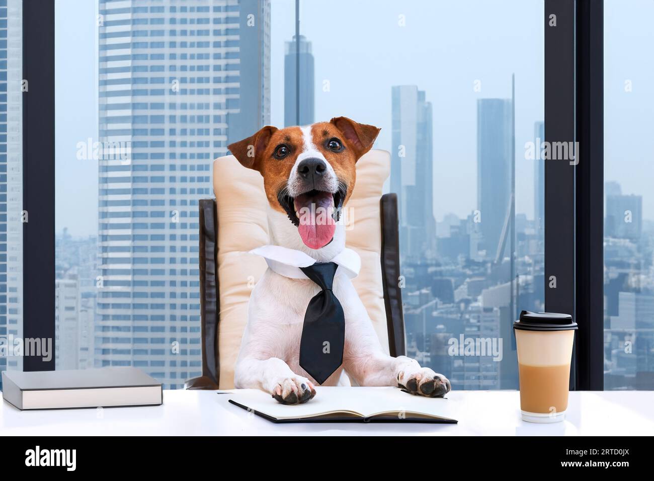Dog jack russell terrier, Smart business dog wearing a tie sits at a ...