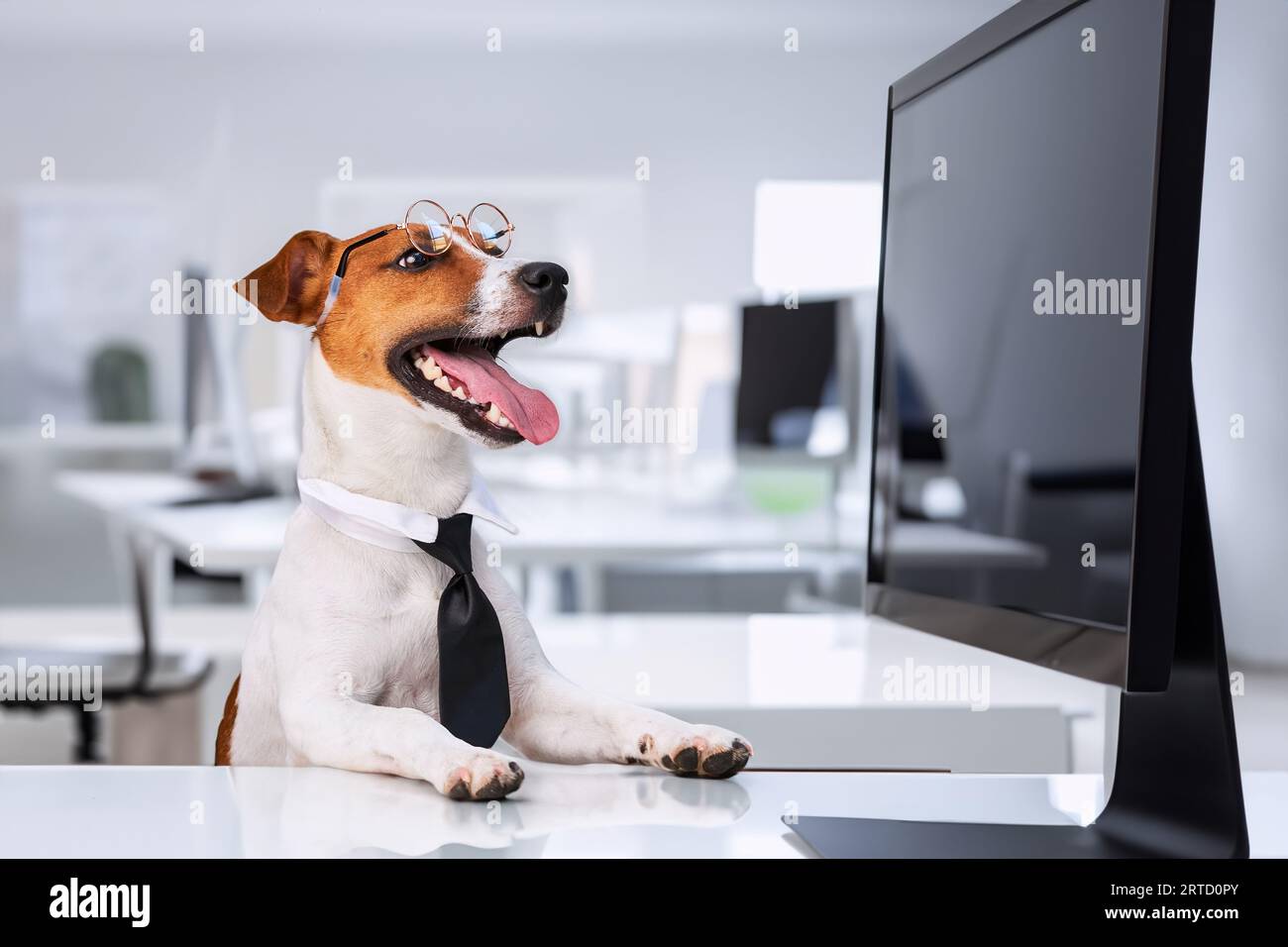Dog wearing a tie and glasses at a desk hi-res stock photography and ...