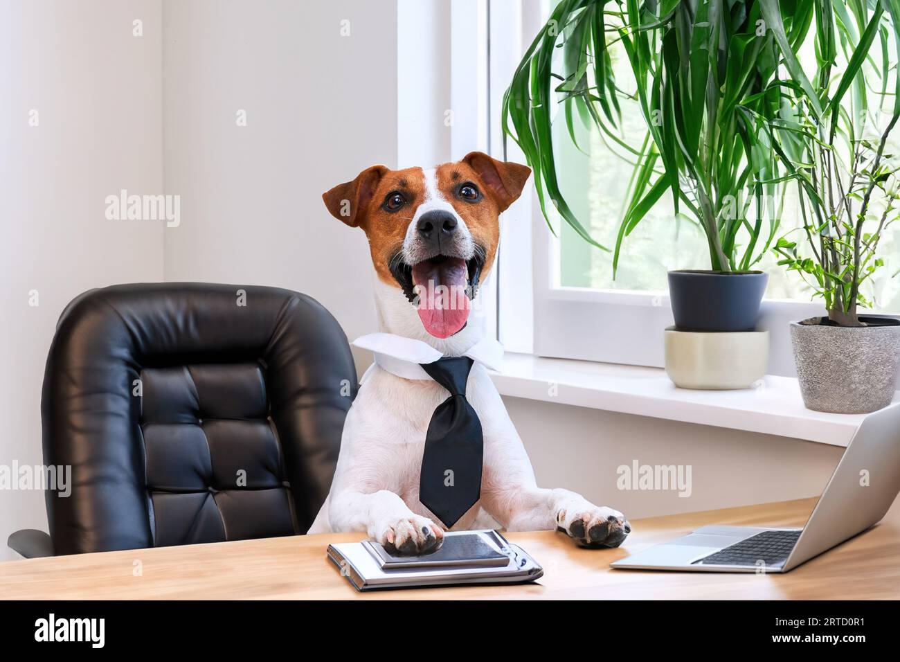 Dog jack russell terrier, Smart business dog wearing a tie sits at a ...