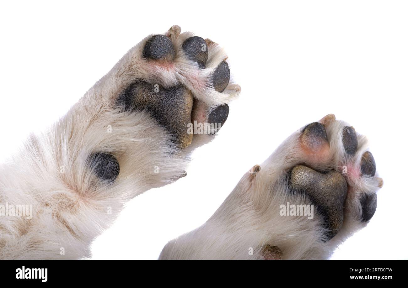 dog paw isolated on white background Stock Photo - Alamy