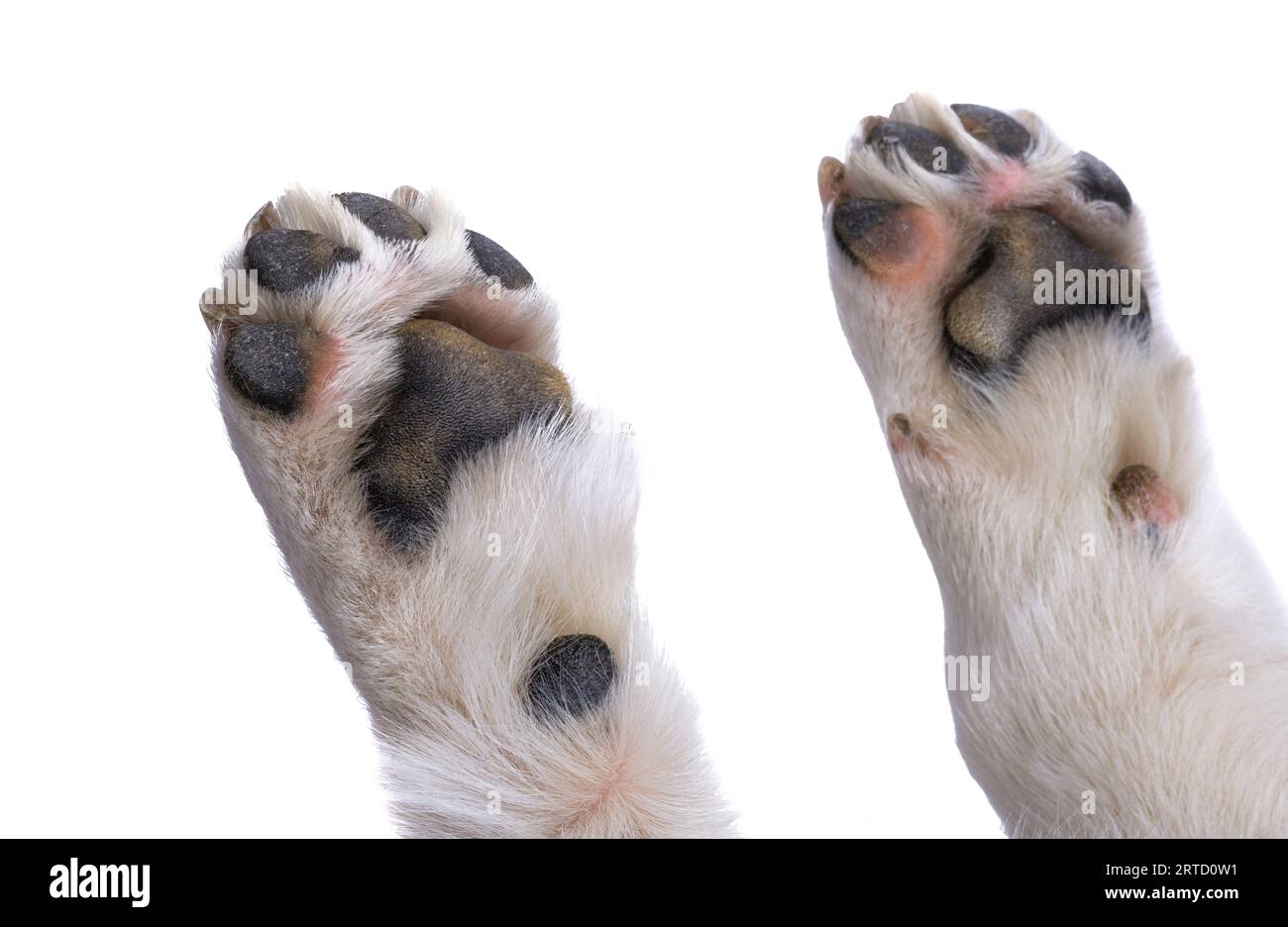 dog paw isolated on white background Stock Photo - Alamy