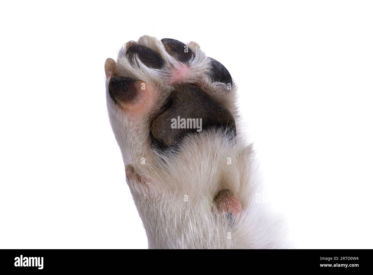 dog paw isolated on white background Stock Photo - Alamy