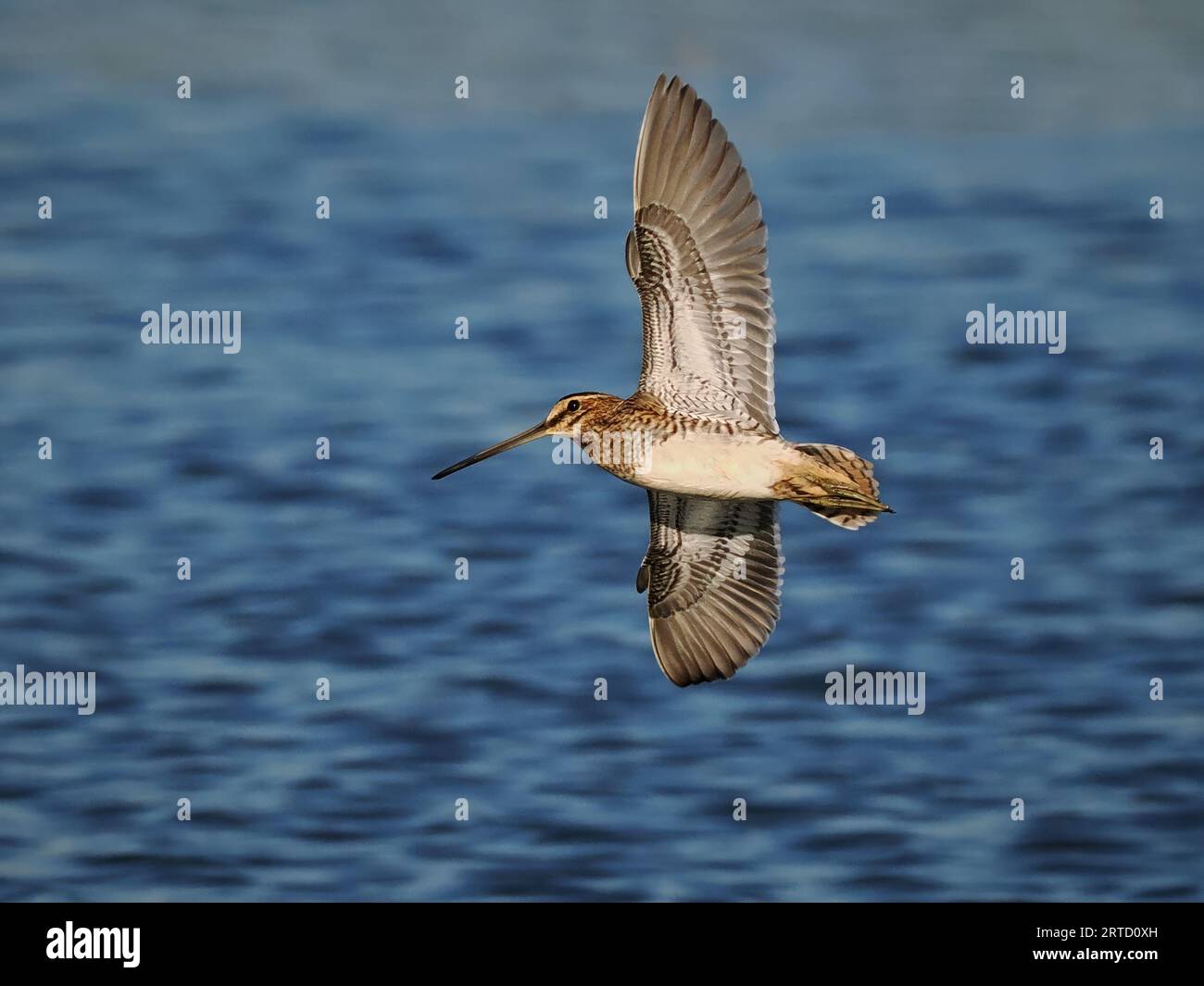 common snipe (Gallinago gallinago) in its natural environment Stock ...