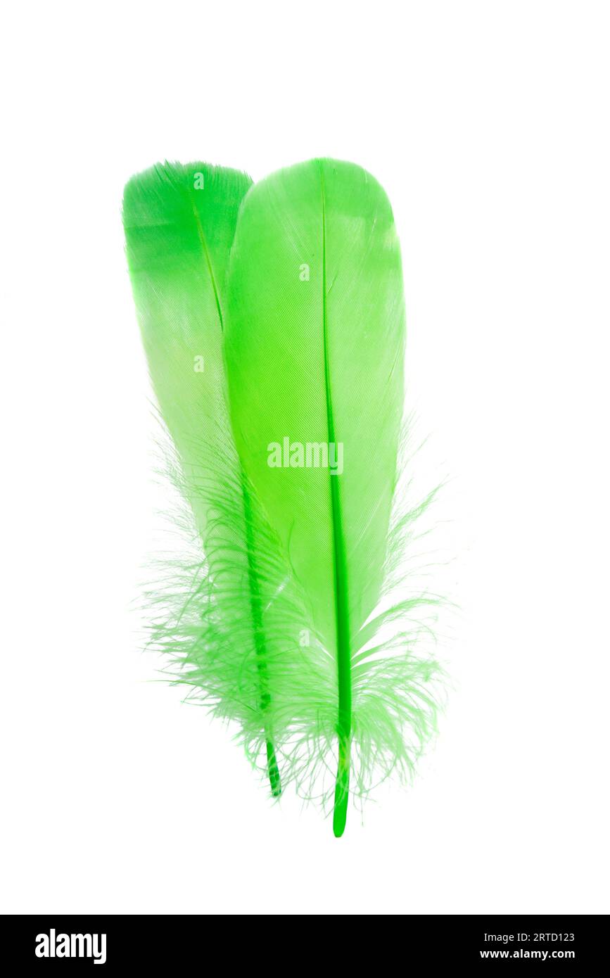 colored bird feather isolated on white background Stock Photo - Alamy
