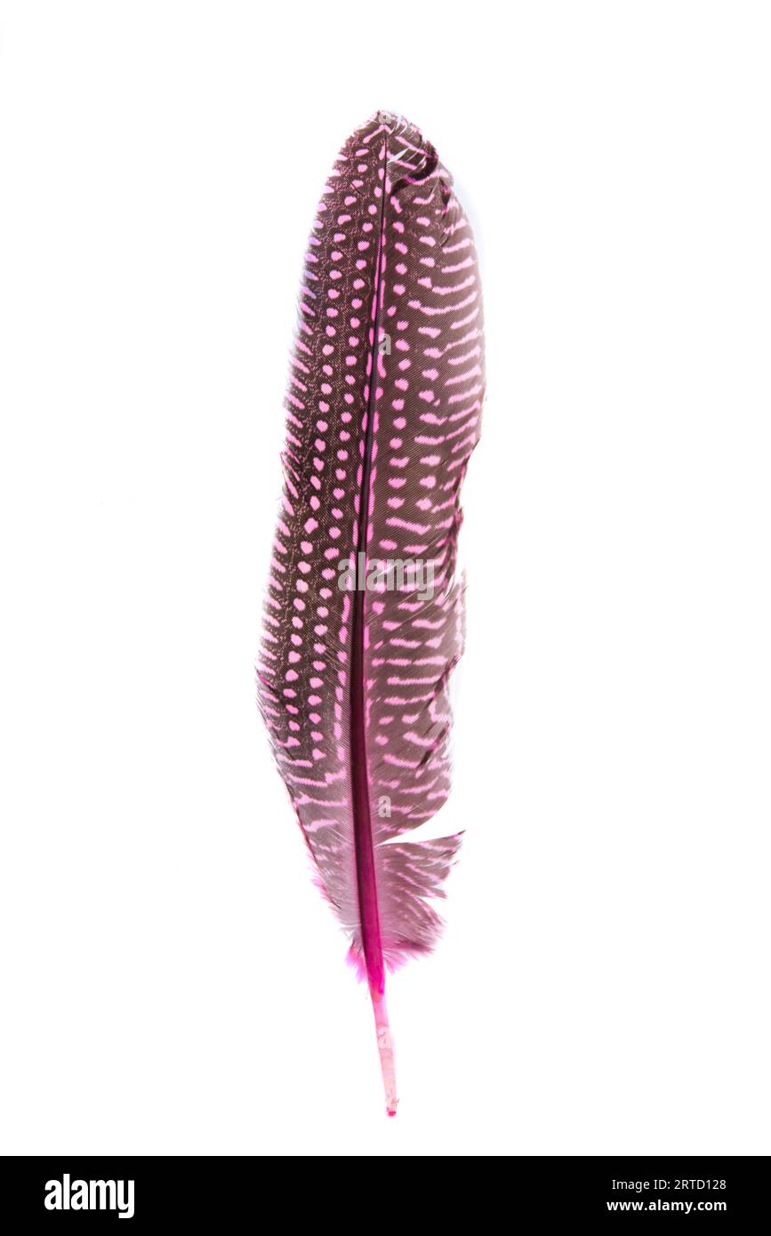 colored bird feather isolated on white background Stock Photo - Alamy