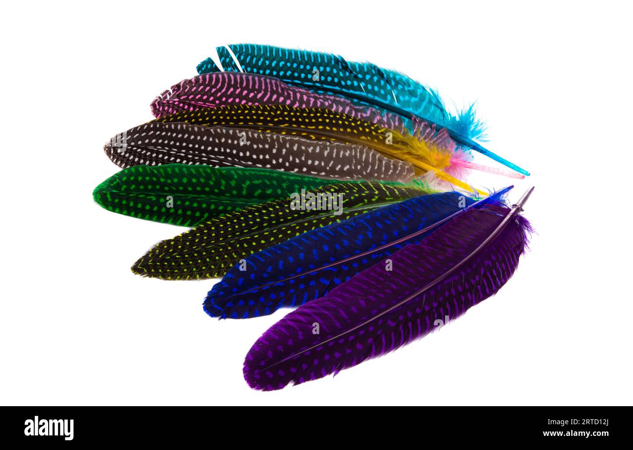 colored bird feather isolated on white background Stock Photo - Alamy